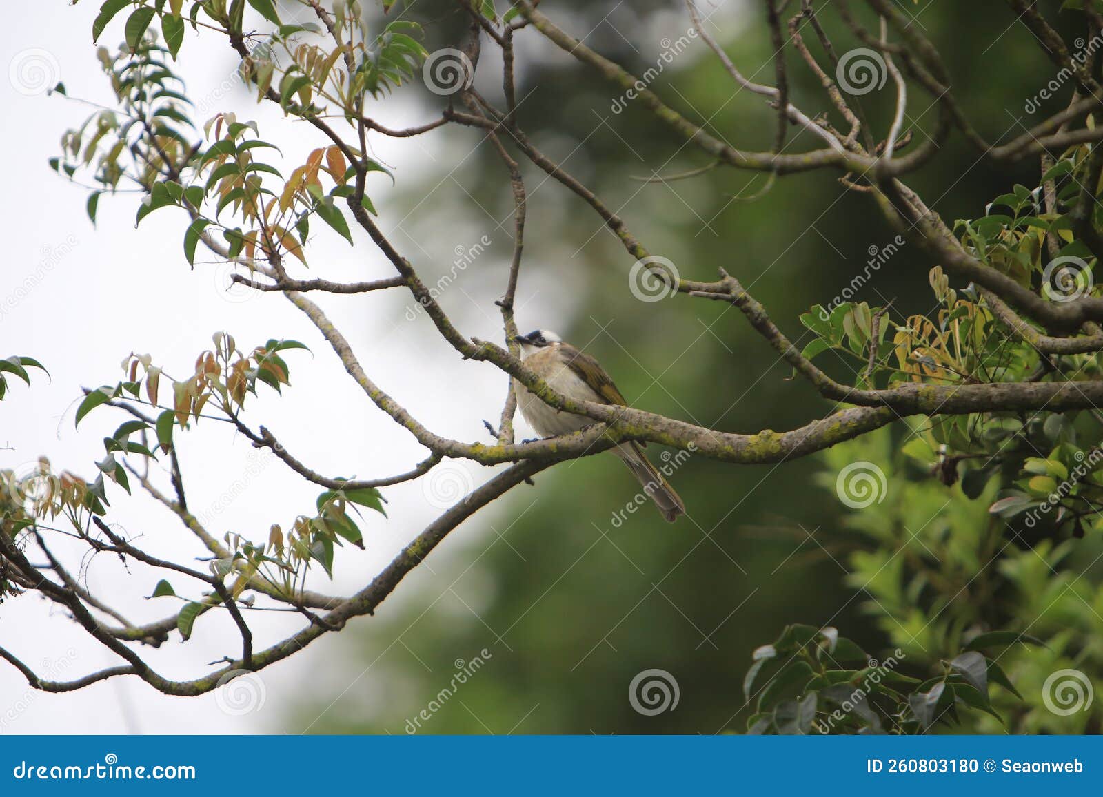 A Red Whiskered Bulbul Bird , the Bird Concept Stock Photo - Image of ...
