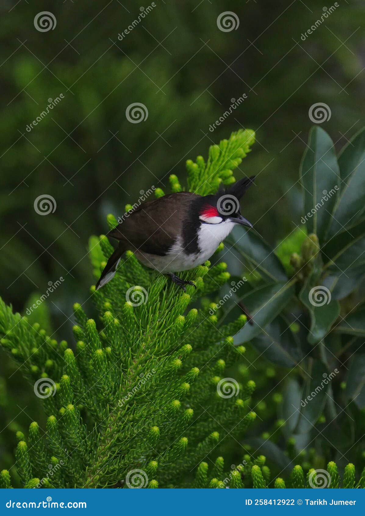 Red Whiskered Bulbul Bird Perching on Top of Sapling Tree Stock Photo ...