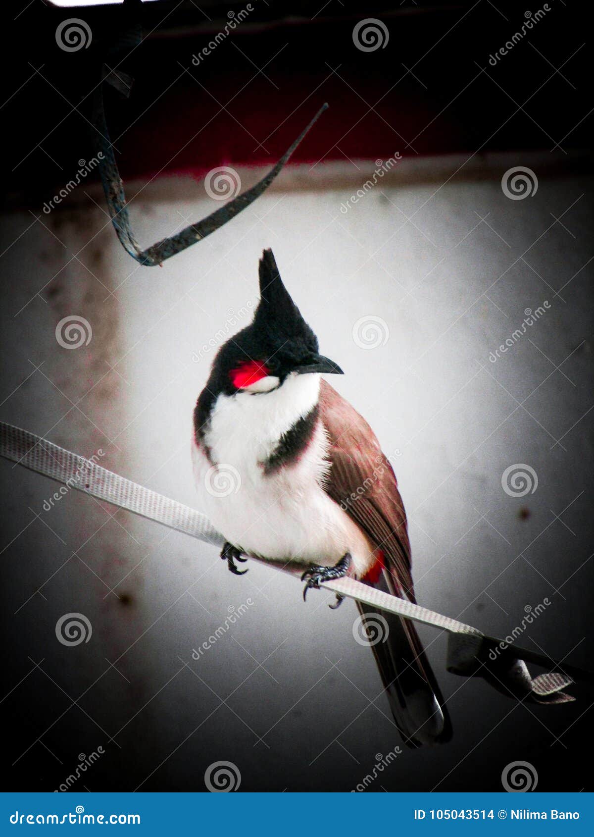The Red-whiskered Bulbul Bird or Pycnonotus Jocosus Bird or Crested ...