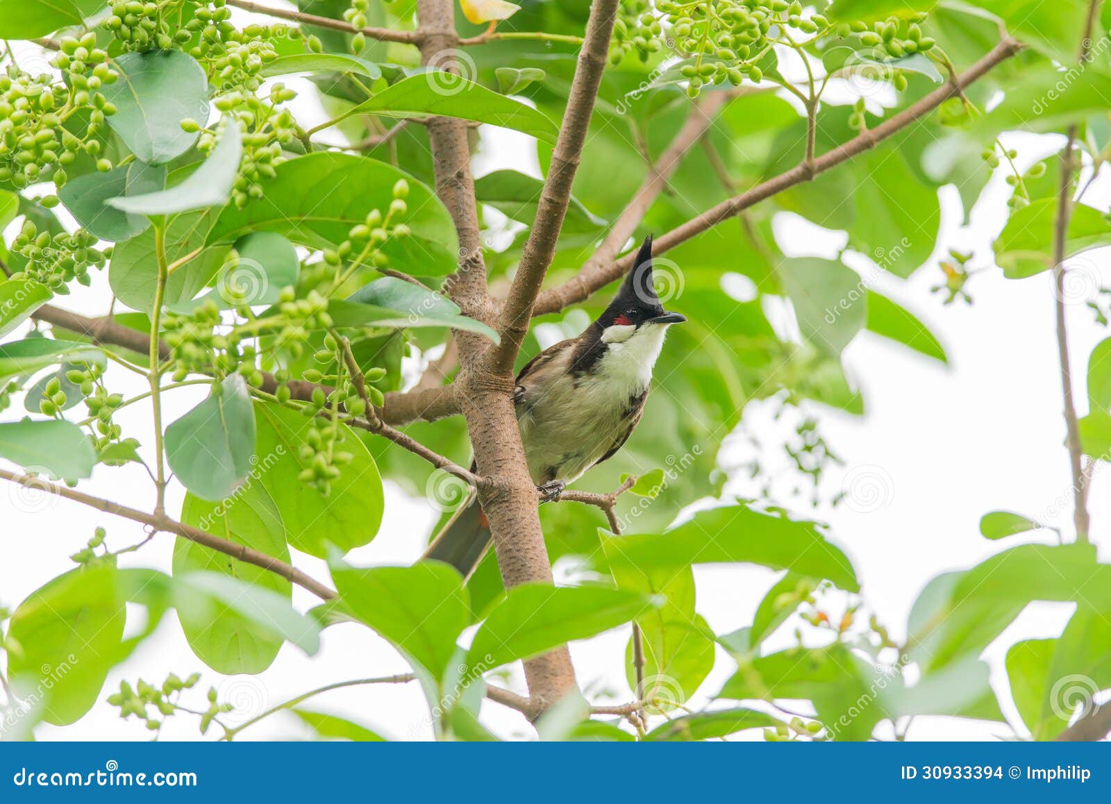 Red-whiskered bulbul stock photo. Image of leaves, indian - 30933394