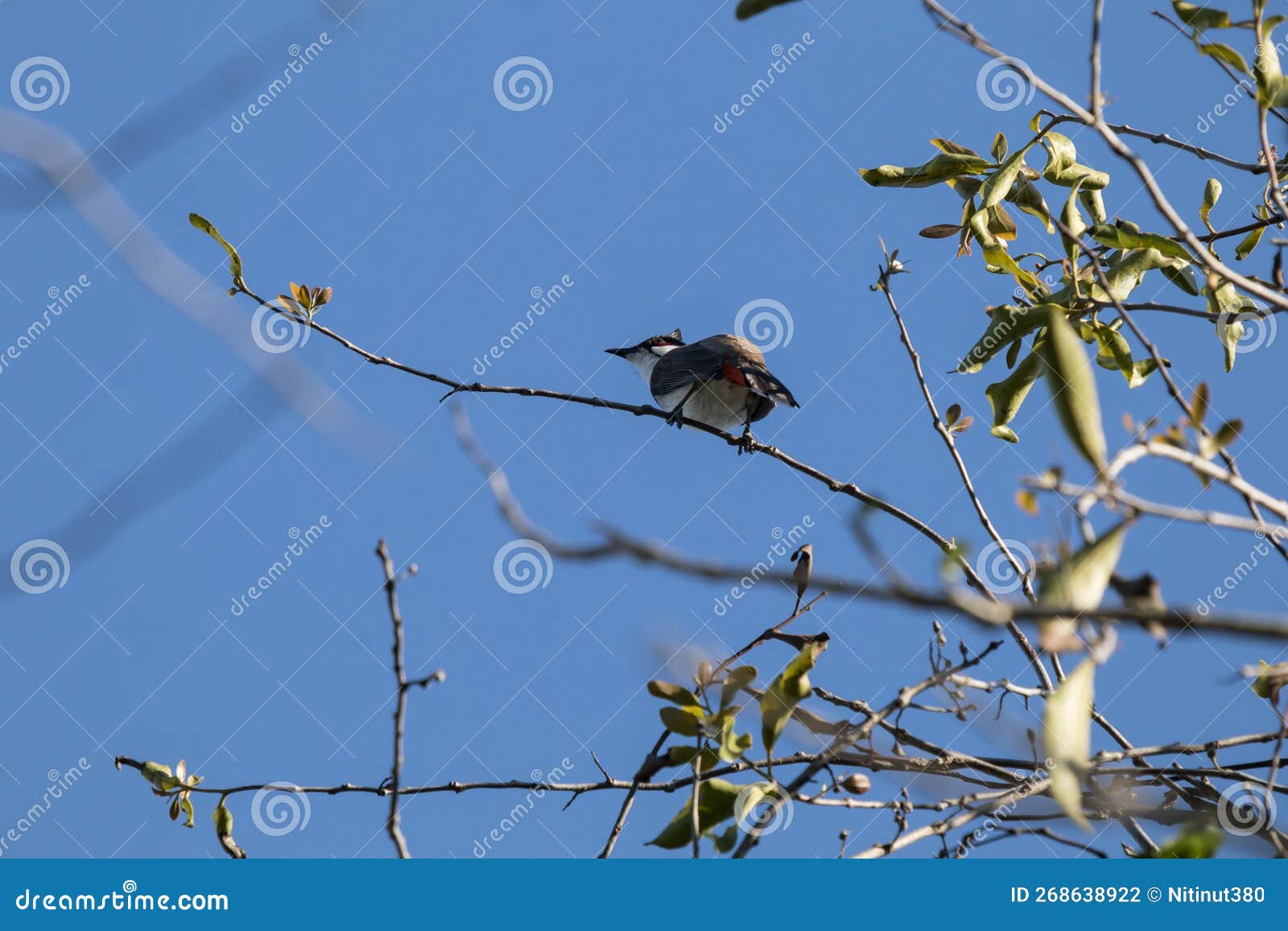Red Whiskered Bulbul Bird on Tree Stock Photo - Image of wildlife, park ...