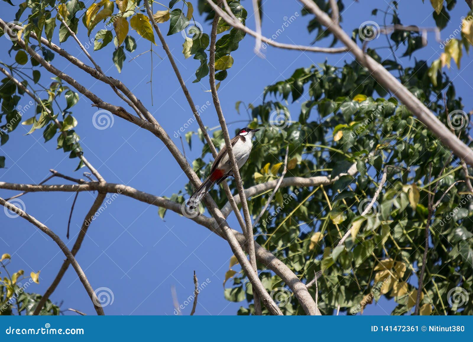 Red Whiskered Bulbul Bird on Tree Stock Image - Image of nature, park ...
