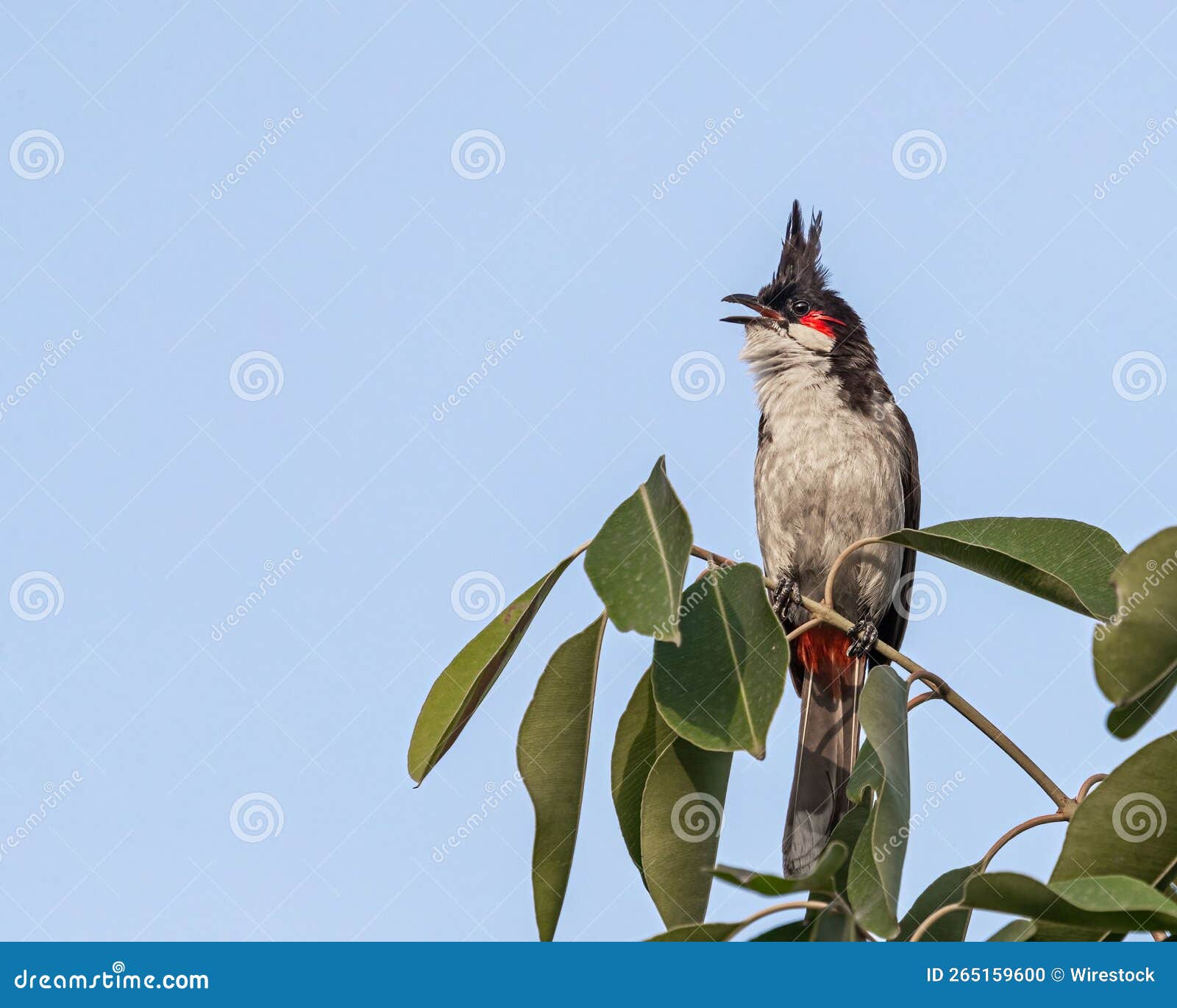 Red Whiskered Bulbul Calling from a Tree Stock Photo - Image of india ...
