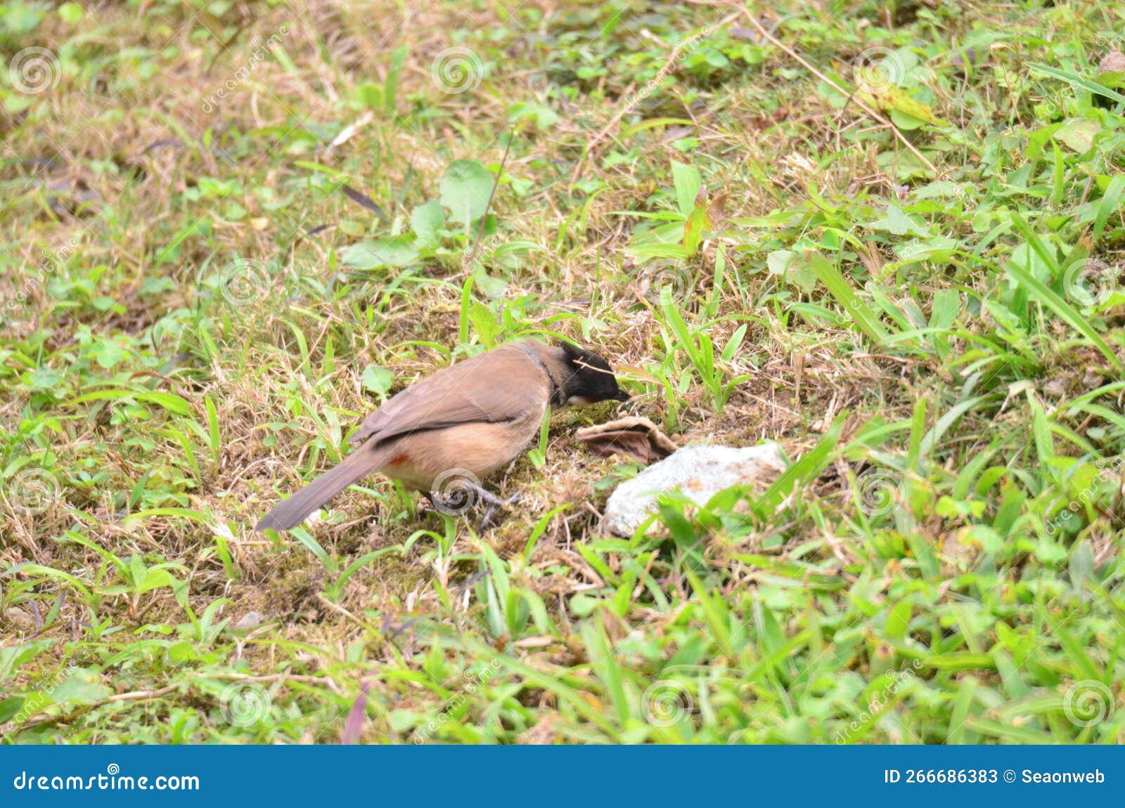 A Red Whiskered Bulbul or Crested Bulbul Sitting on a Tree Stock Image ...