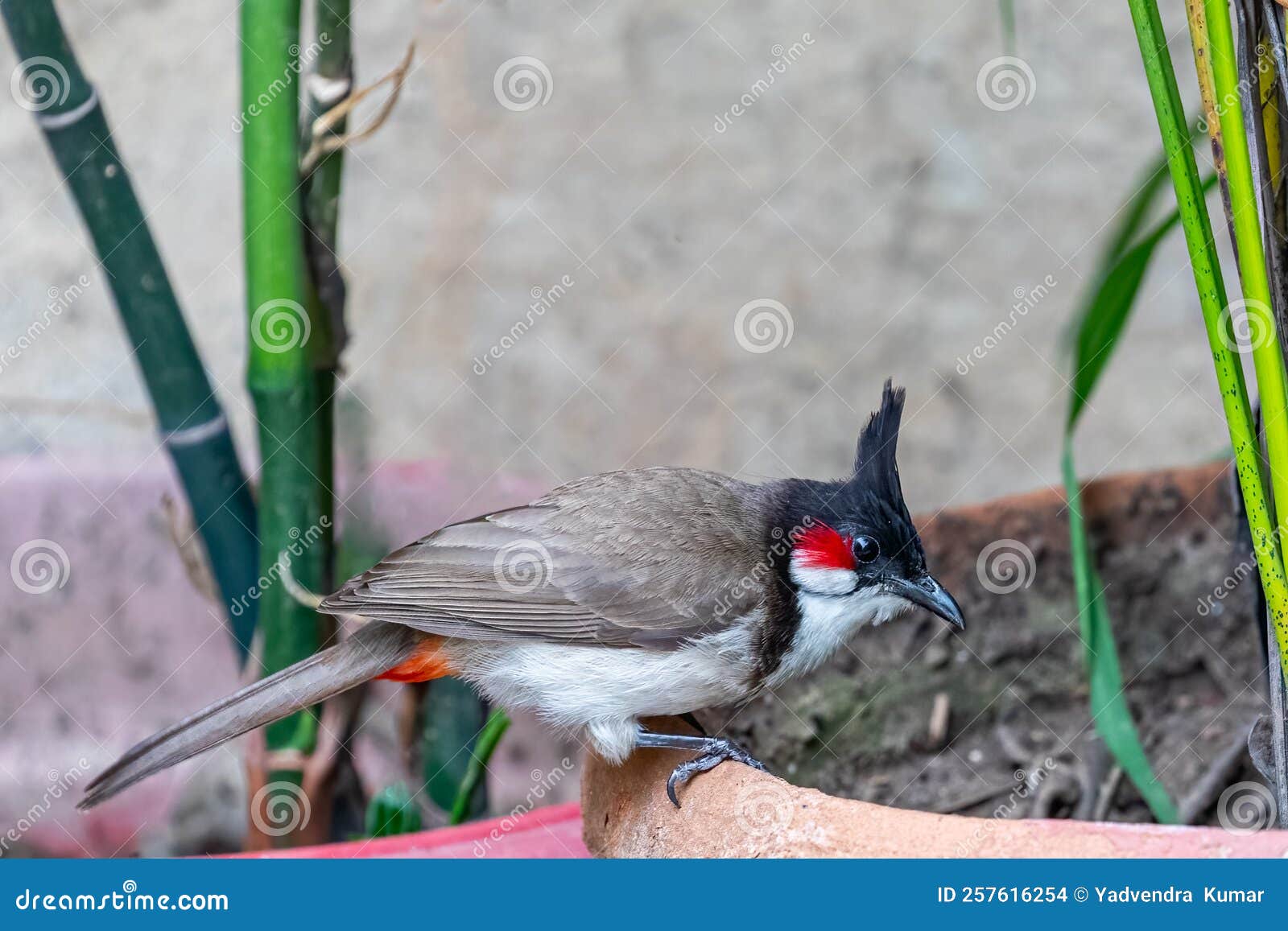 A Red Whiskered Bulbul Looking for Food Stock Photo - Image of family ...