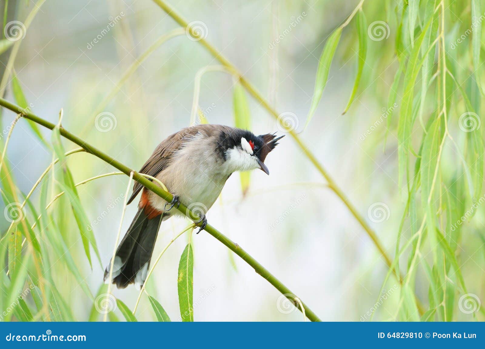 A Red-whiskered Bulbul Perched on a Tree Branch with Green Leaves Stock ...