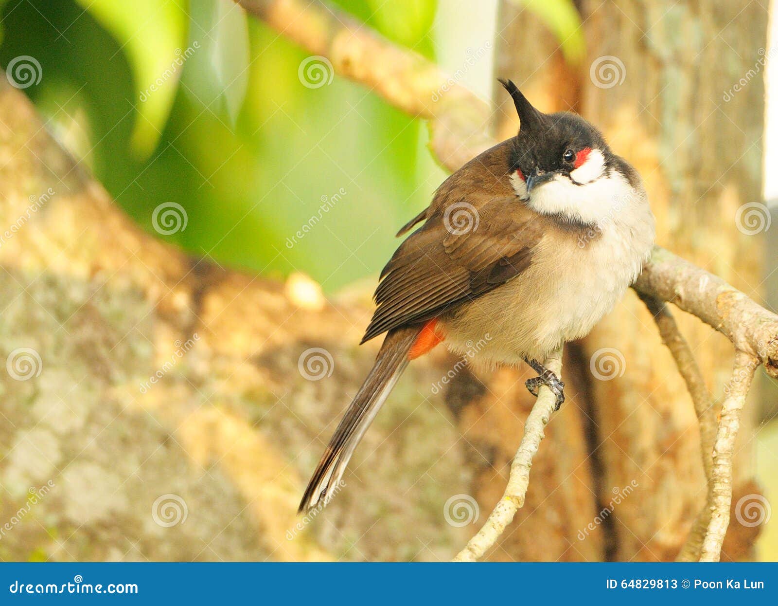 A Red-whiskered Bulbul Perched on a Tree Branch with Green Leaves Stock ...