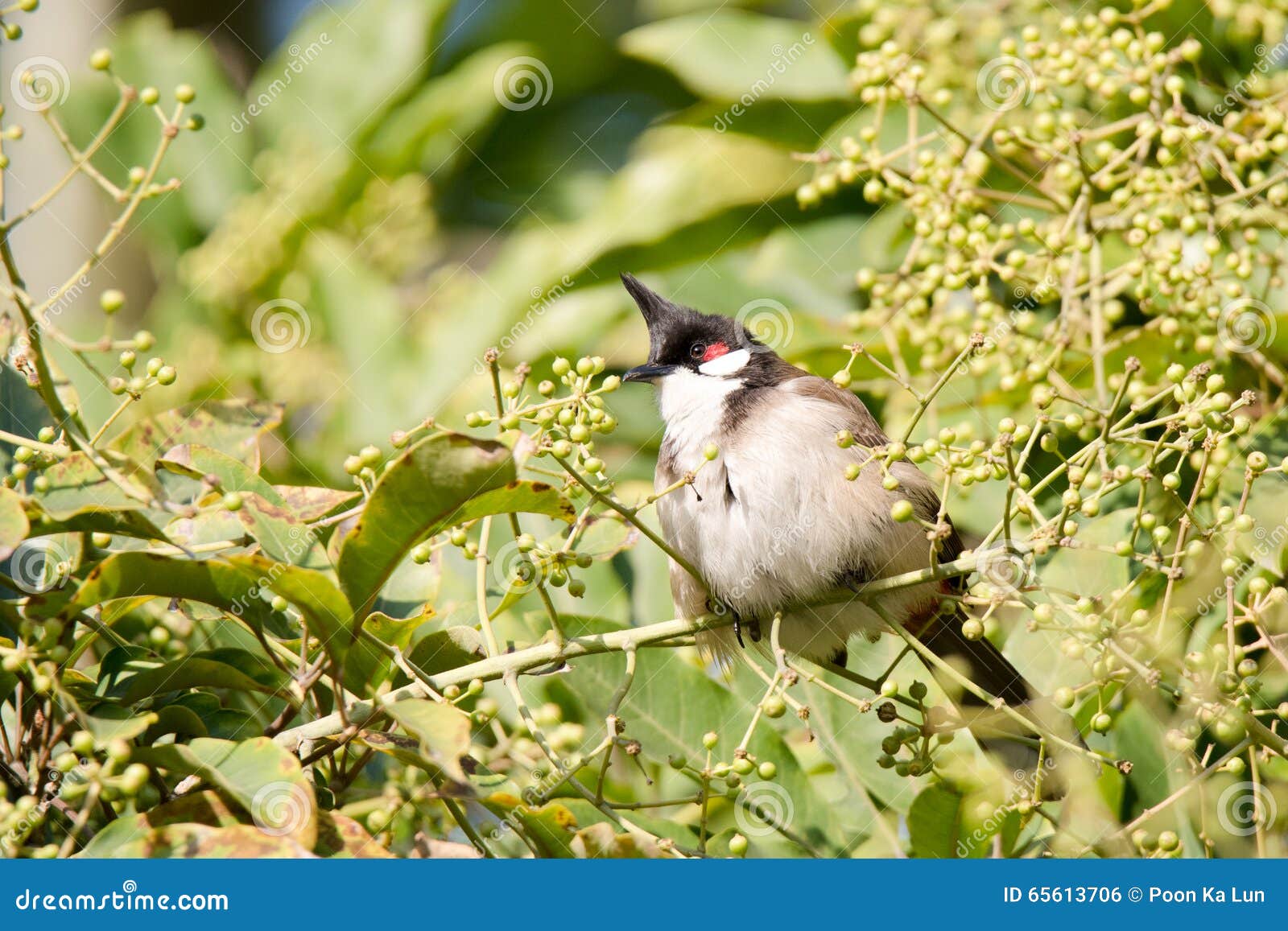 Red-whiskered Bulbul Perched on a Tree Branch with Green Leaves Stock ...
