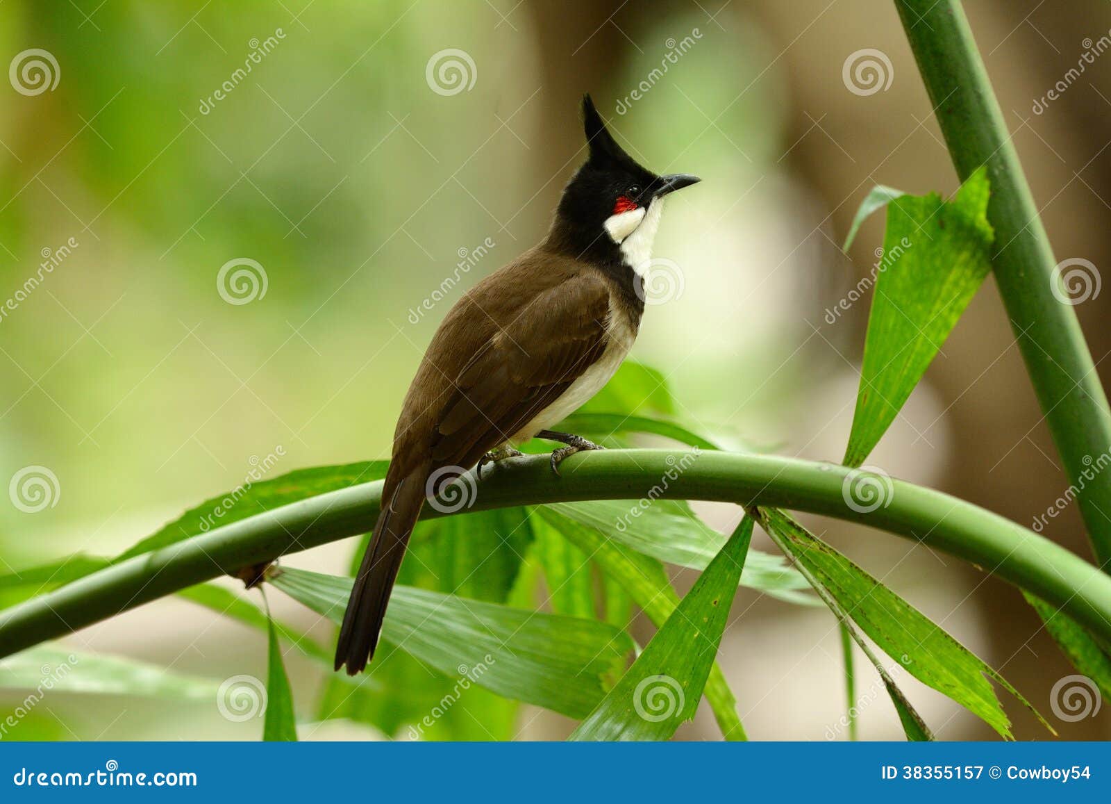 Red-whiskered Bulbul (Pycnonotus Jocosus) Stock Image - Image of stand ...