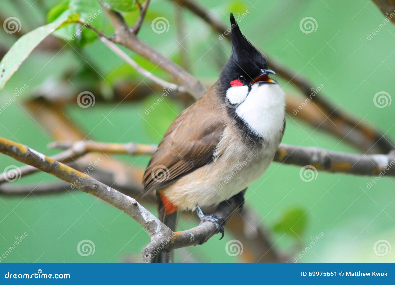 Red whiskered bulbul stock image. Image of bulbul, singing - 69975661