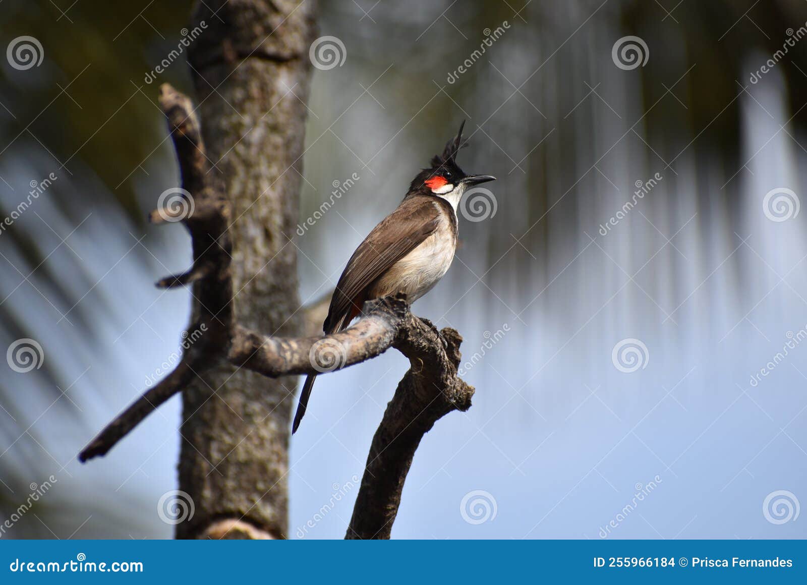 A Red-whiskered Bulbul Sitting on the Branch of a Tree in Goa Stock ...