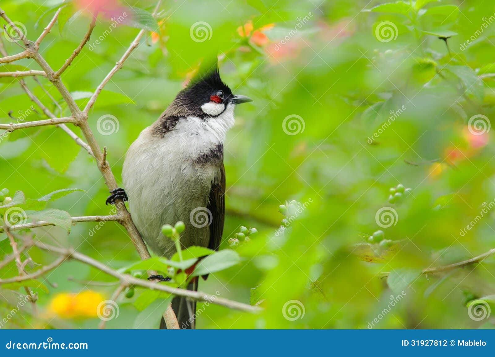 Red-whiskered Bulbul stock photo. Image of beautiful - 31927812