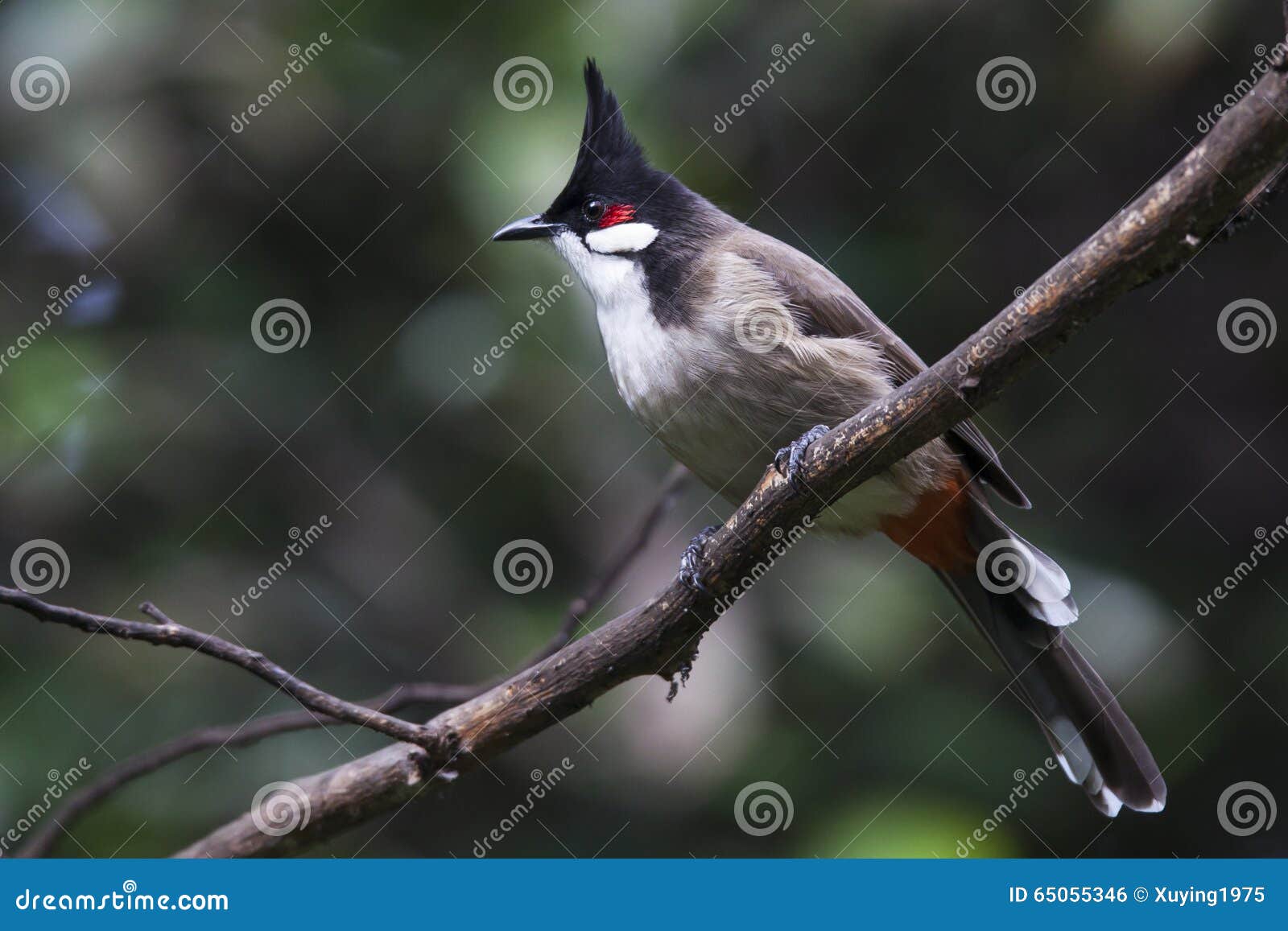 Red-whiskered Bulbul stock photo. Image of chinese, reservation - 65055346