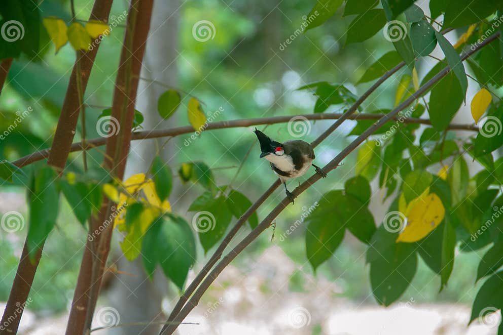 Red-whiskered Bulbul on a Tree Branch Stock Photo - Image of whiskered ...