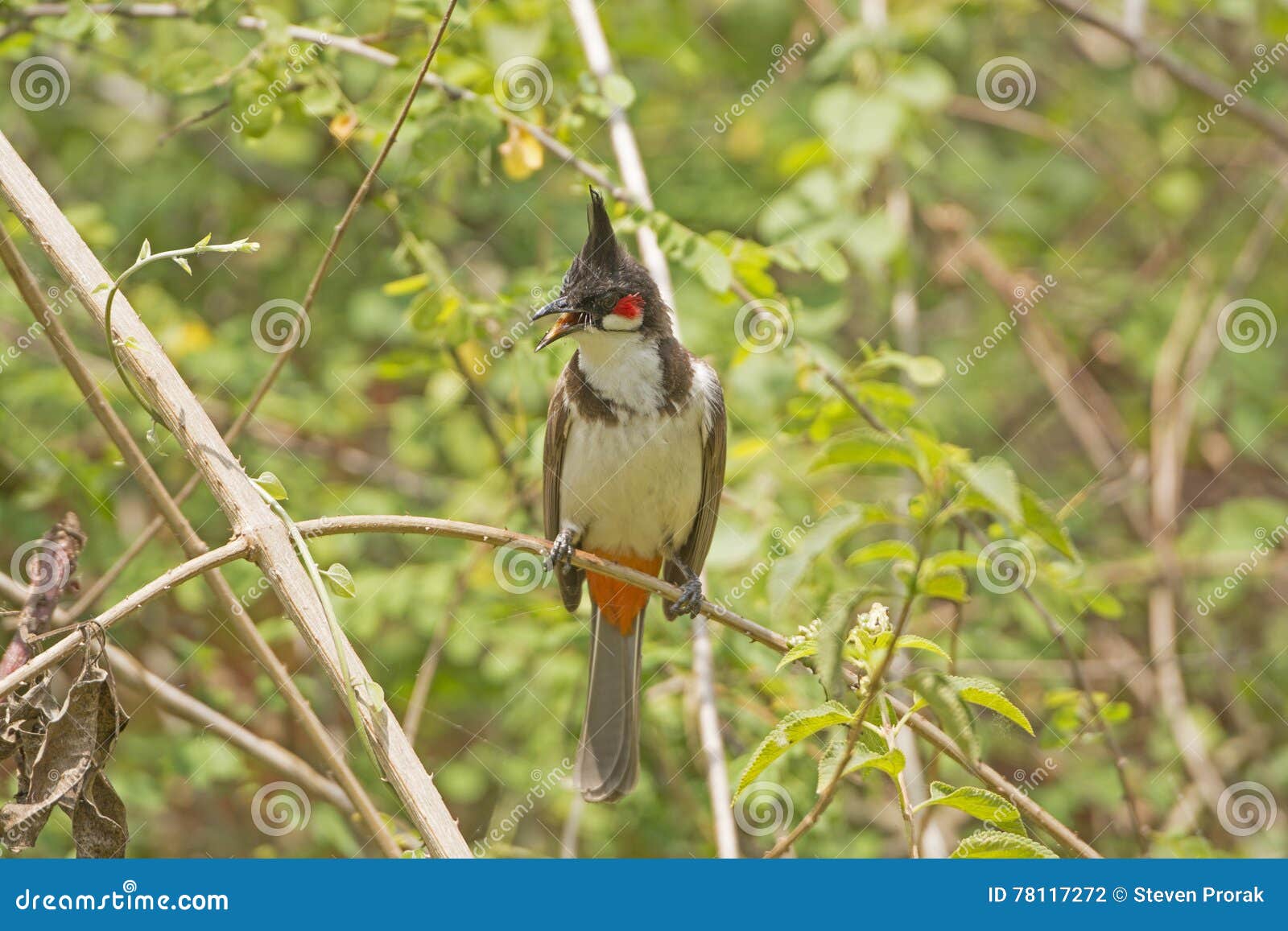 Red-whiskered Bulbul in a Tree Stock Photo - Image of colorful, bubul ...