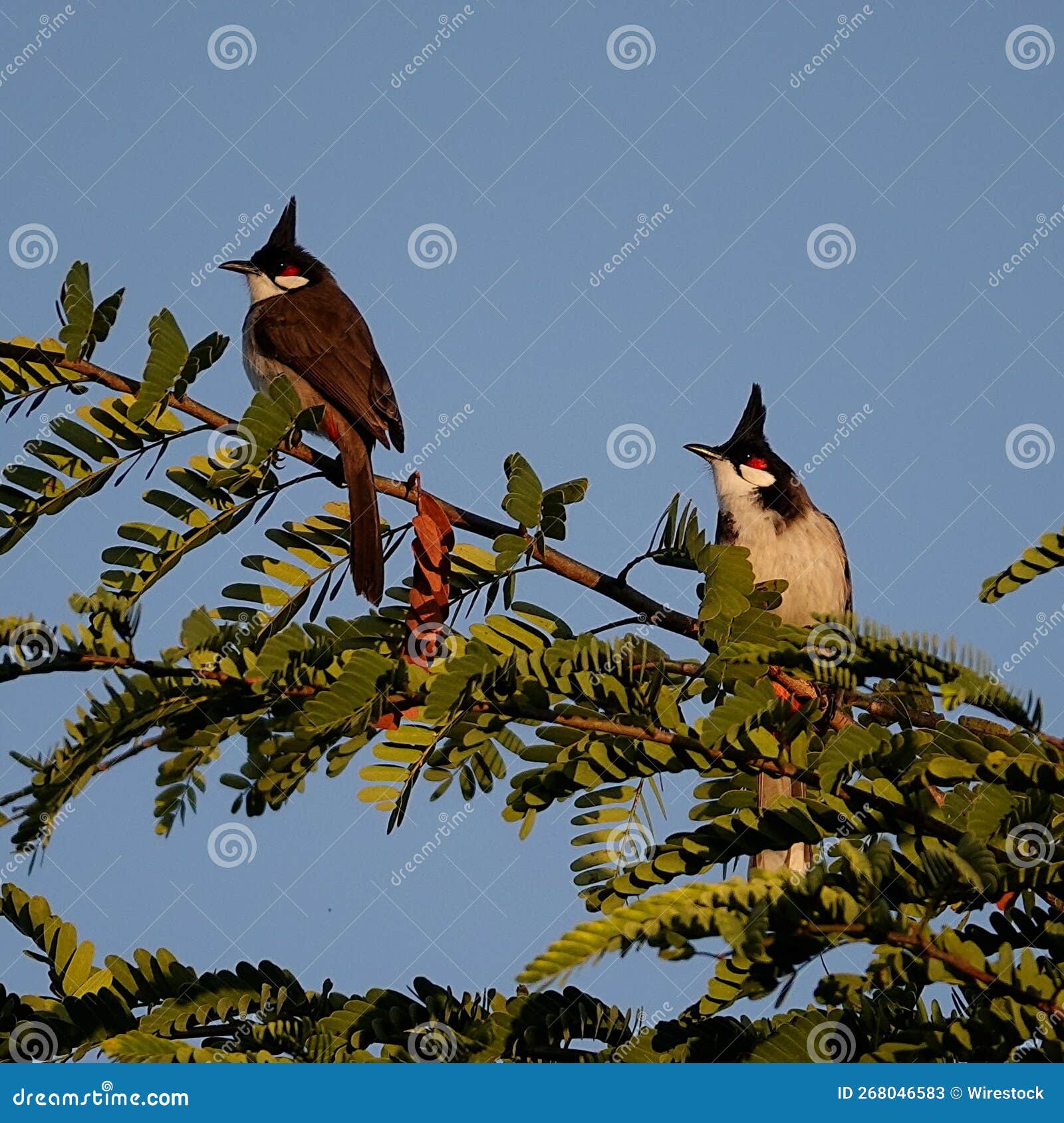 Red-whiskered Bulbuls Sitting on a Tree Branch Stock Image - Image of ...