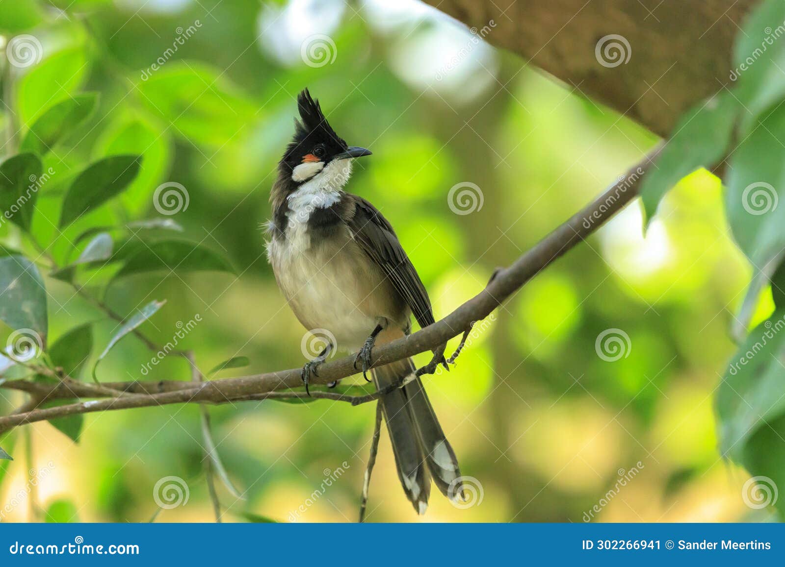 Red-whiskered or Crested Bulbul, Pycnonotus Jocosus Stock Image - Image ...