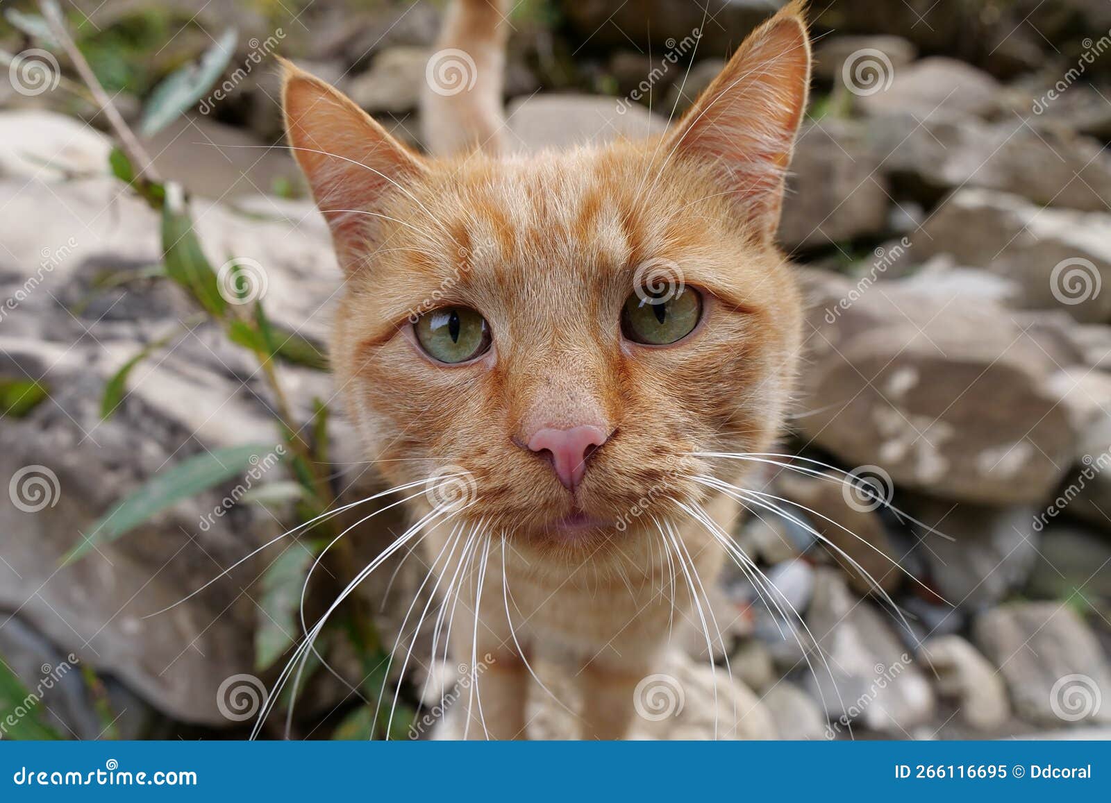Red Whiskered Funny Cat Looks at Camera Stock Image - Image of funny ...