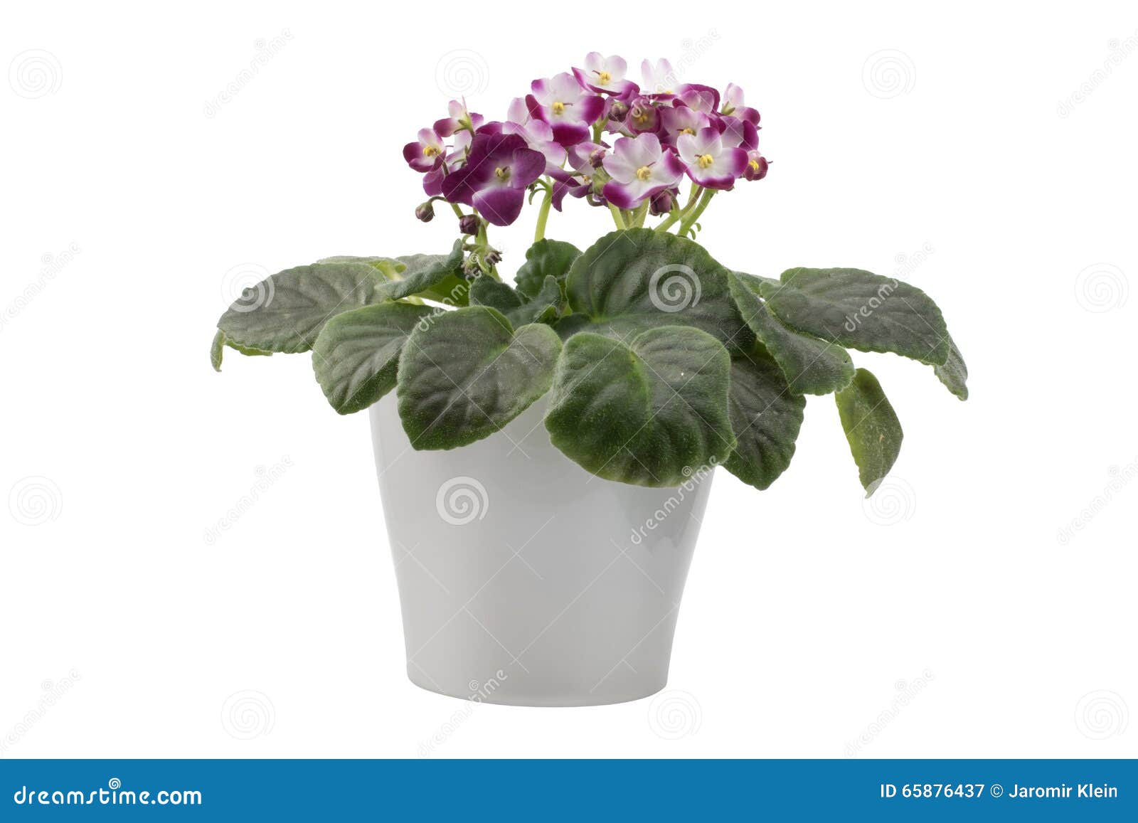 Red & White African Violet Isolated on White Background Stock Image ...