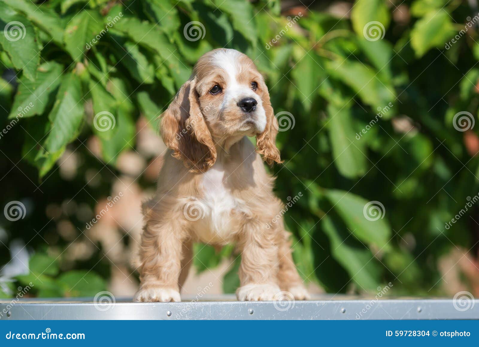 Red and White American Cocker Spaniel Puppy Stock Photo - Image of ...