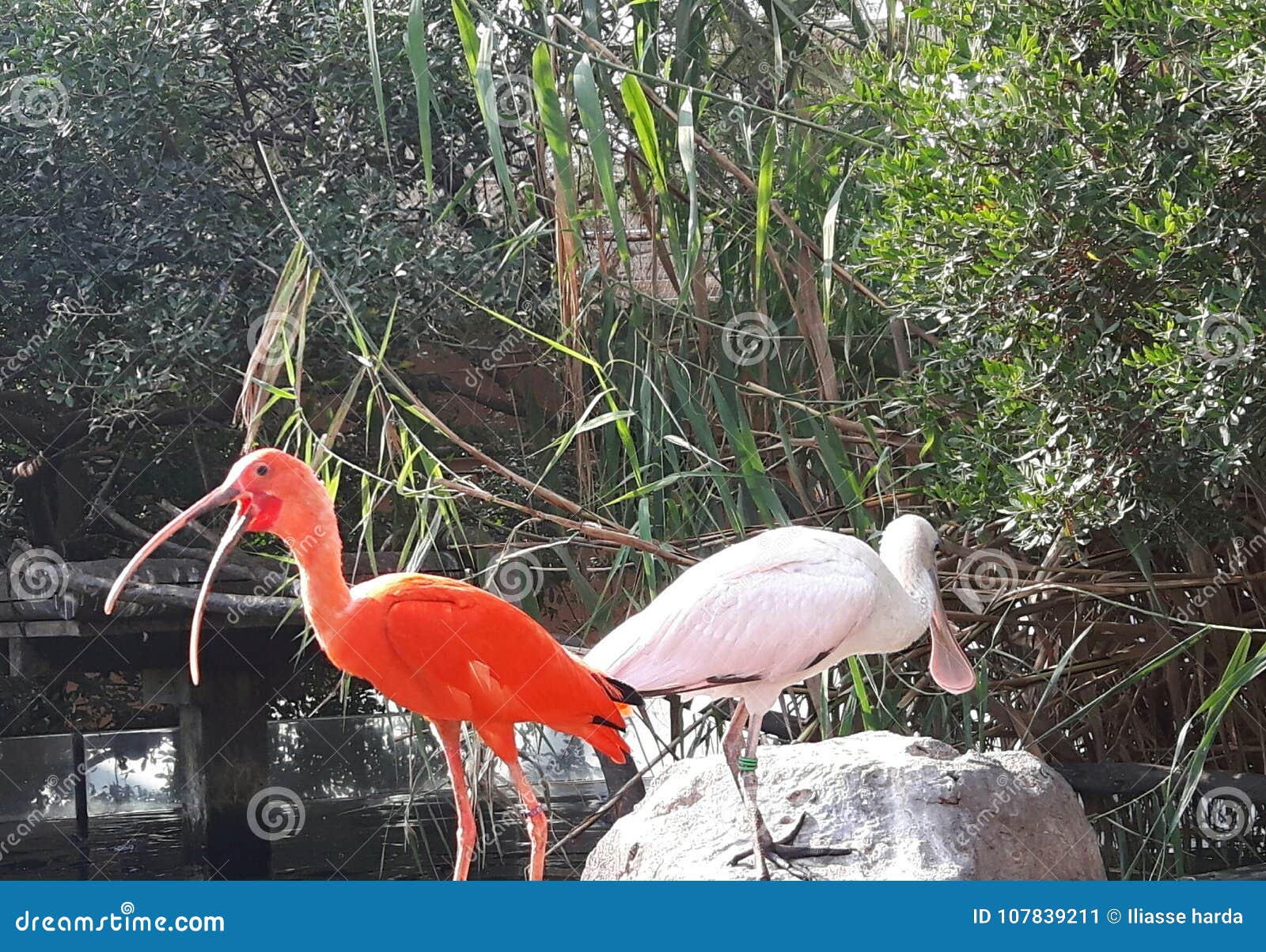 Red and White Birds stock image. Image of white, valencia - 107839211