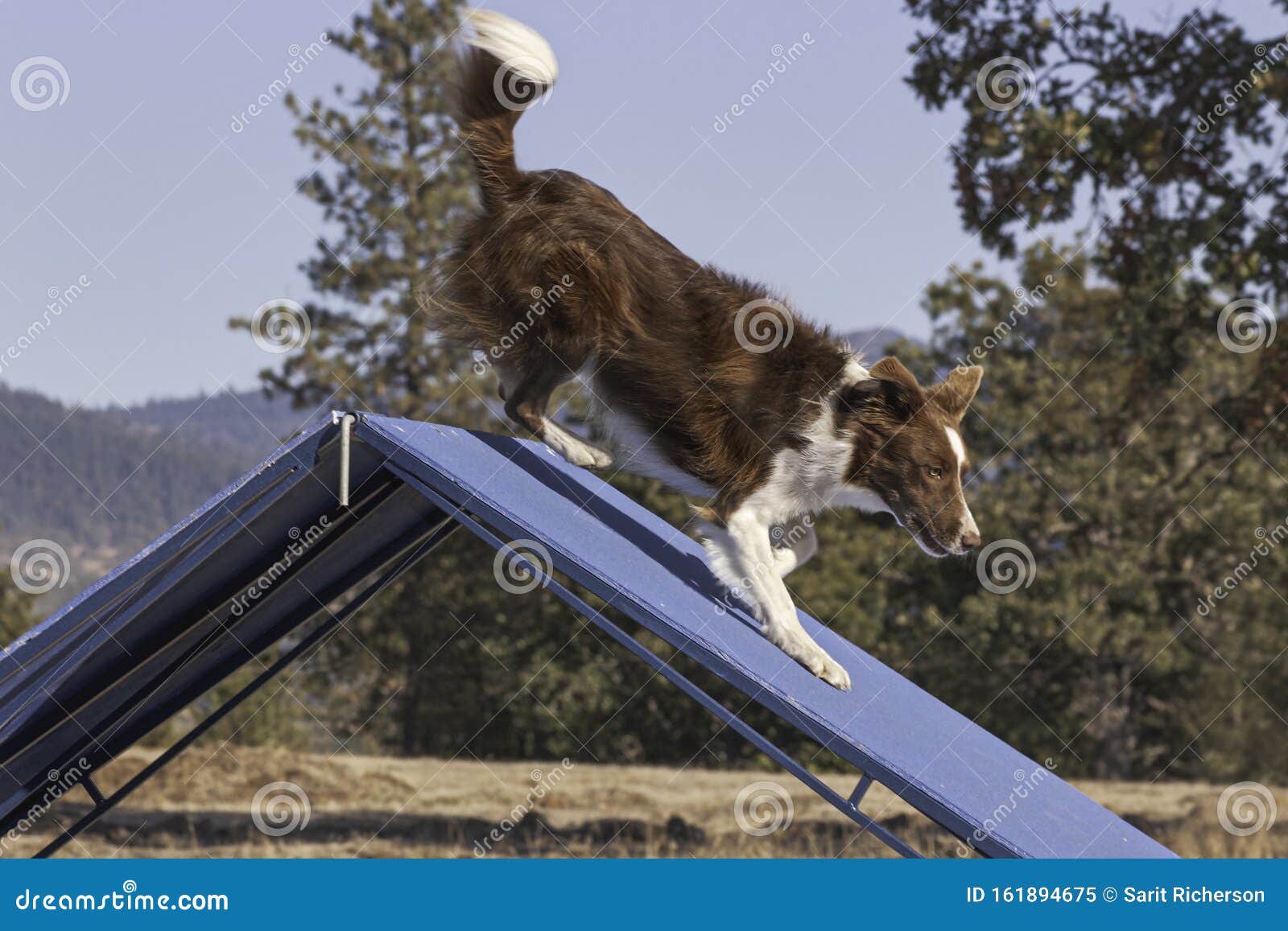 A Red Border Collie Dog Running Down the Agility a-Frame Obstacle Stock ...