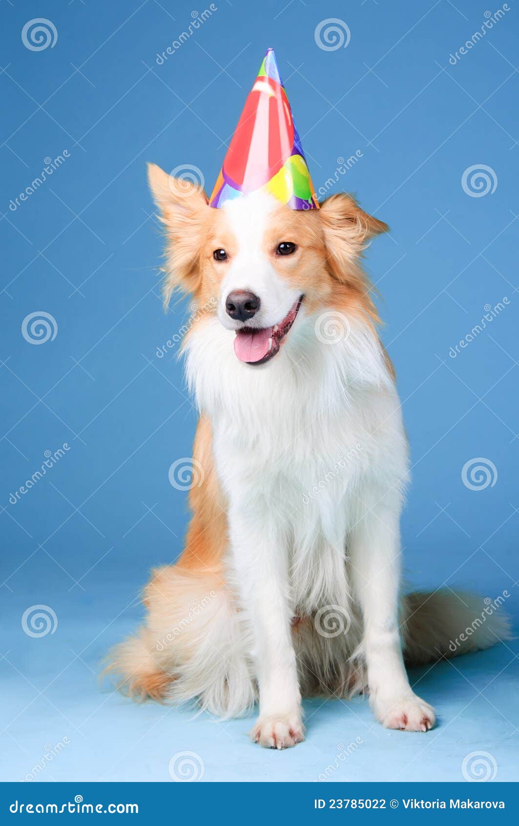 Red and White Border Collie Happy Birthday Stock Photo - Image of ...