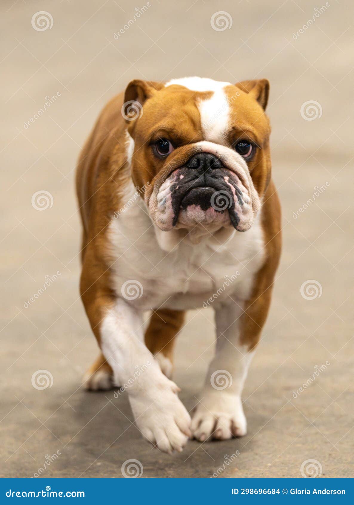 Red and White Bulldog Looking Grumpy Stock Photo - Image of muscles ...