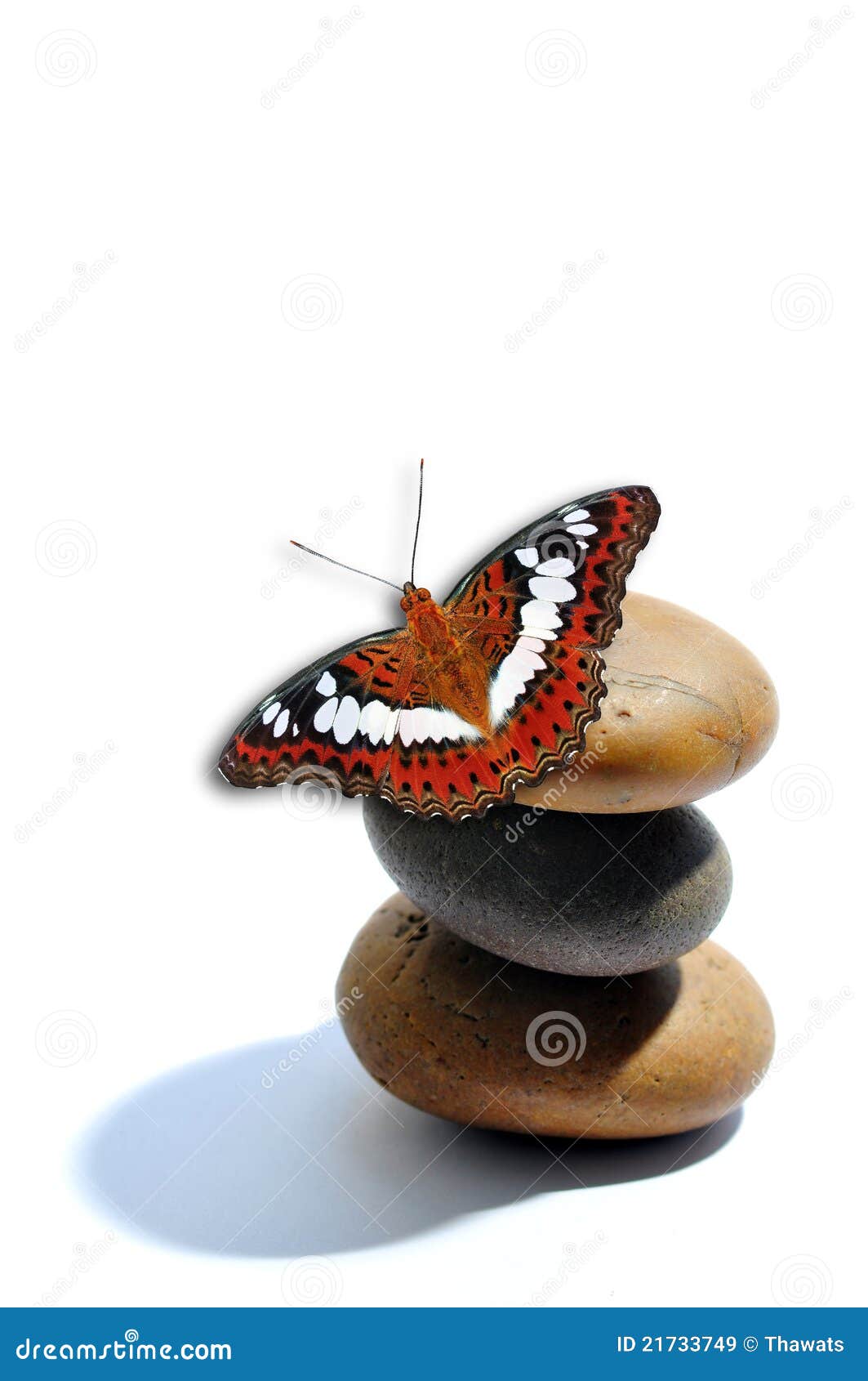 Red White Butterfly on Stone Isolated on White Stock Image - Image of ...