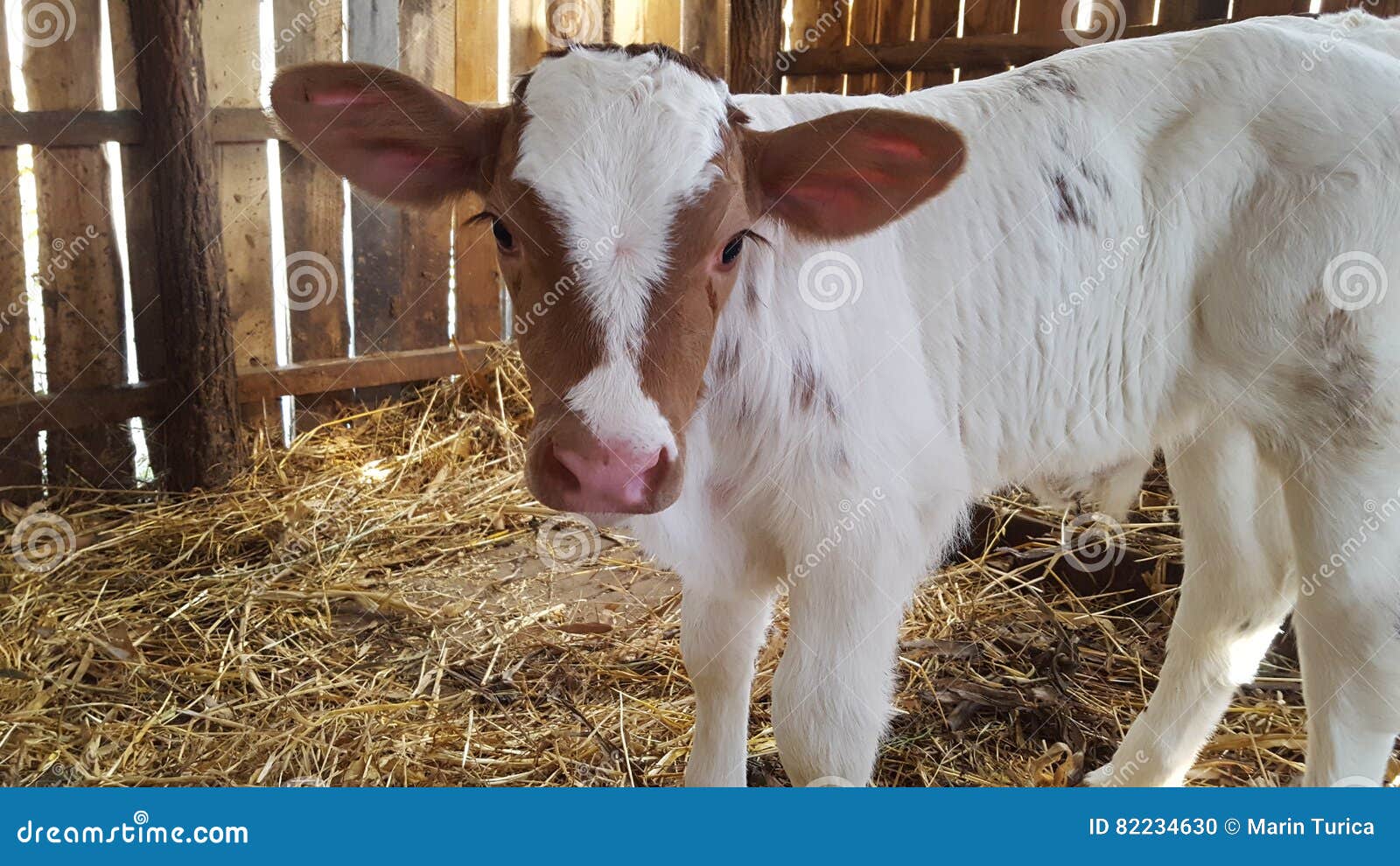 Red and White Calf Child Cow Stock Photo - Image of dairy, creamery ...