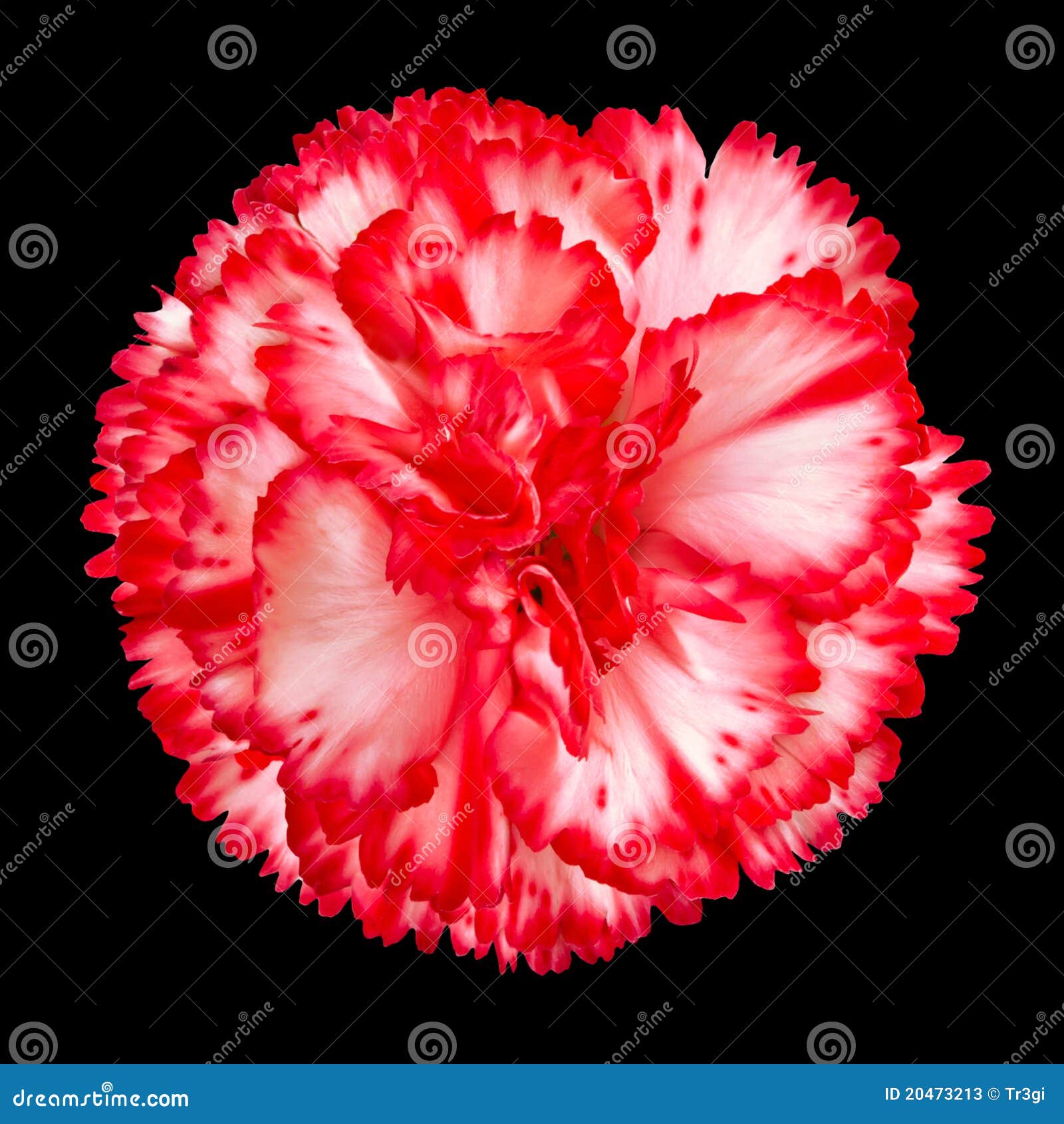 Red and White Carnation Flower Isolated Stock Image - Image of lovely ...