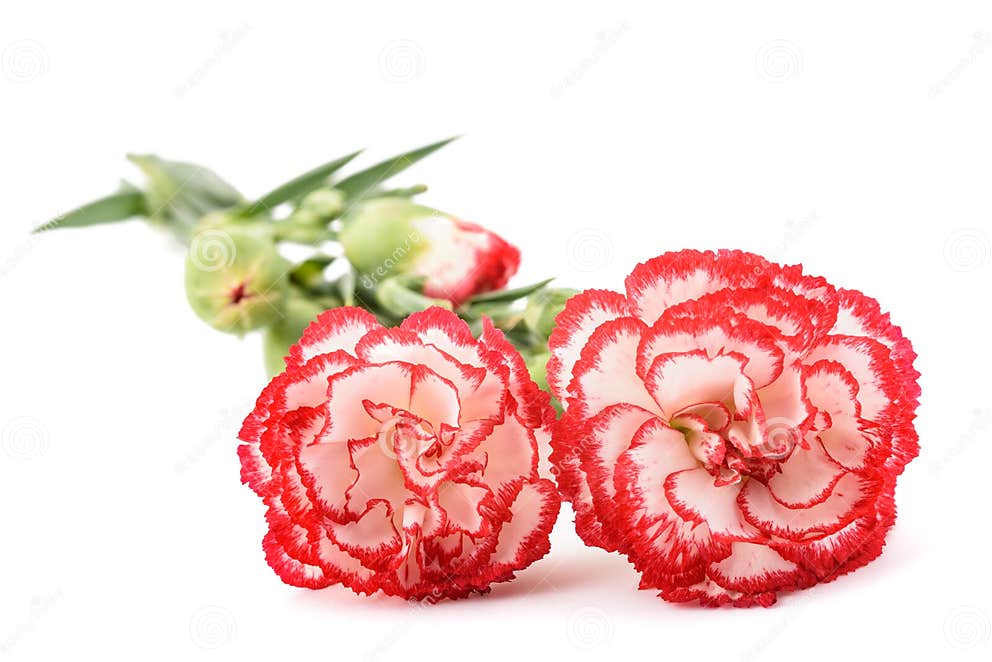Red and white carnation stock image. Image of white - 222745491