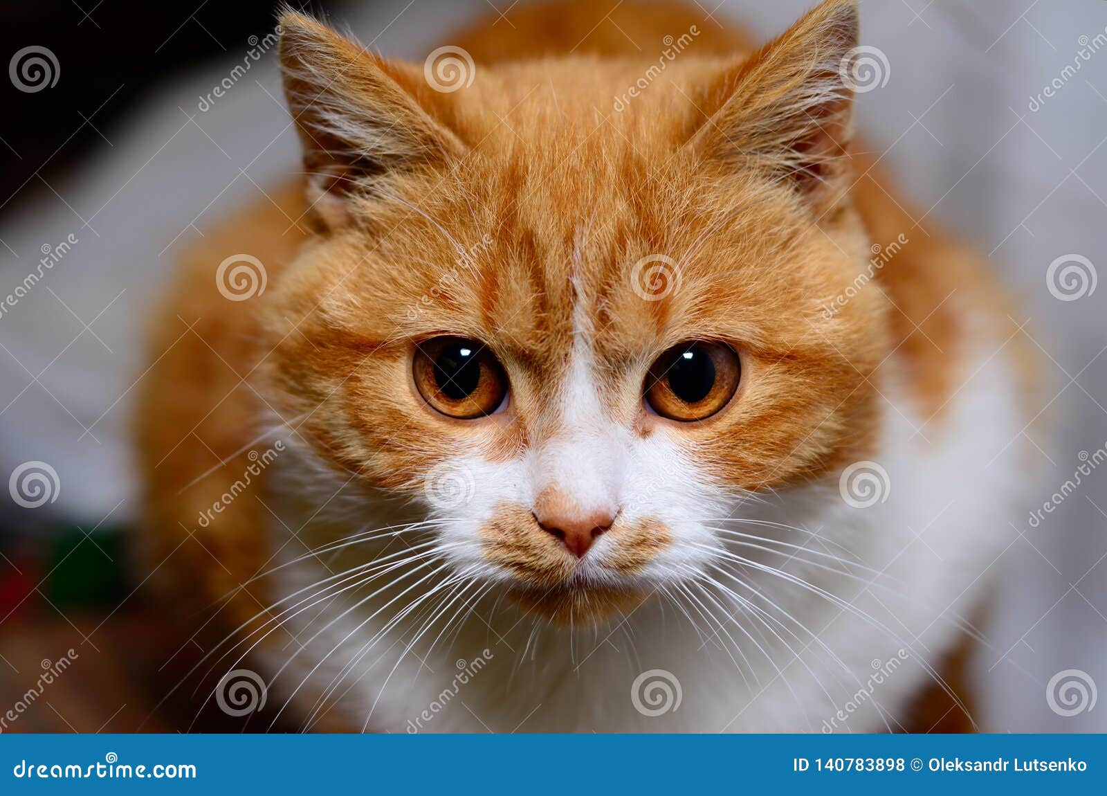 Red & white cat stock photo. Image of cute, head - 140783898