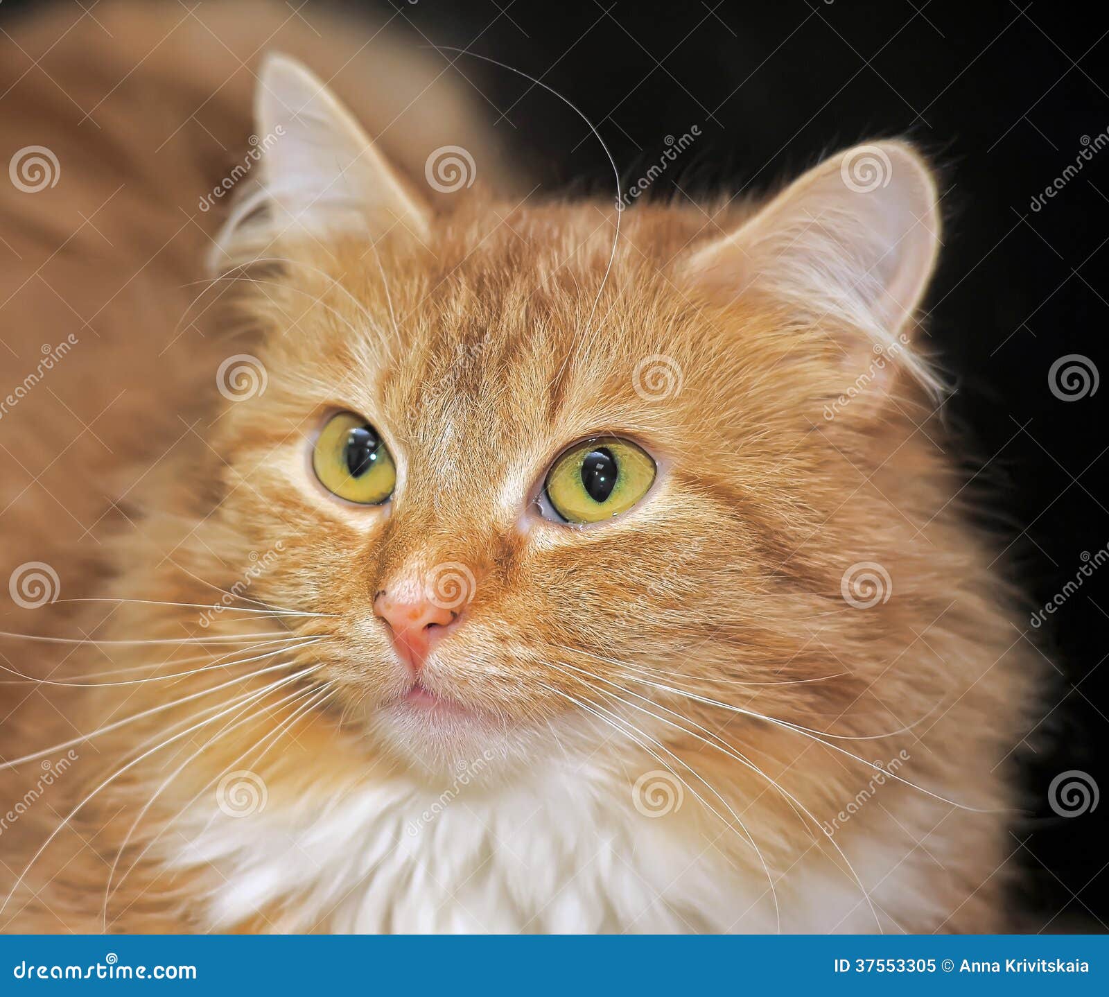 Red with white cat stock image. Image of posing, mammal - 37553305