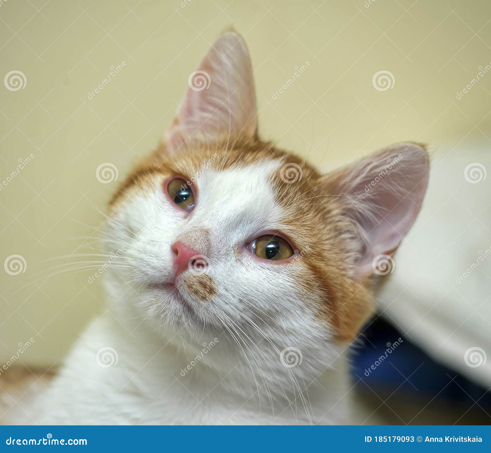 Red and white cat stock image. Image of funny, adorable - 185179093