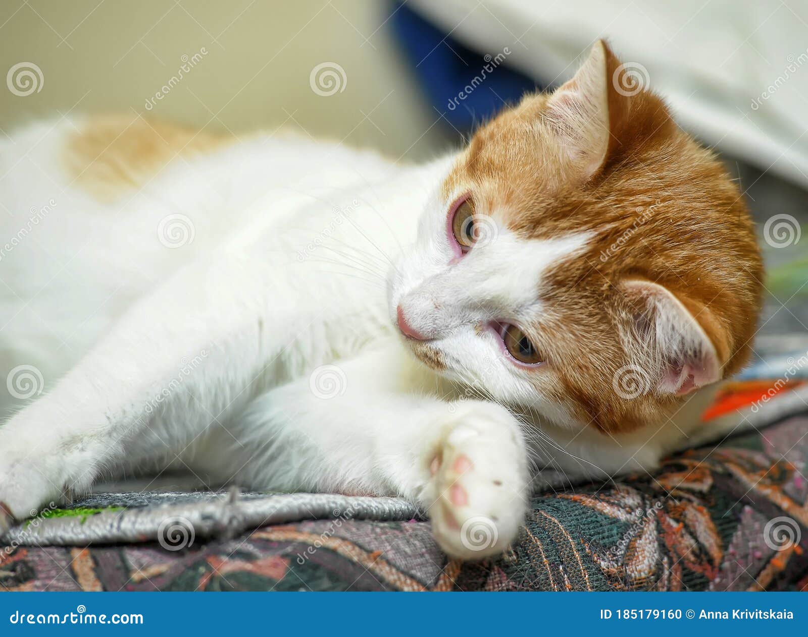 Red and white cat stock photo. Image of care, nice, cute - 185179160