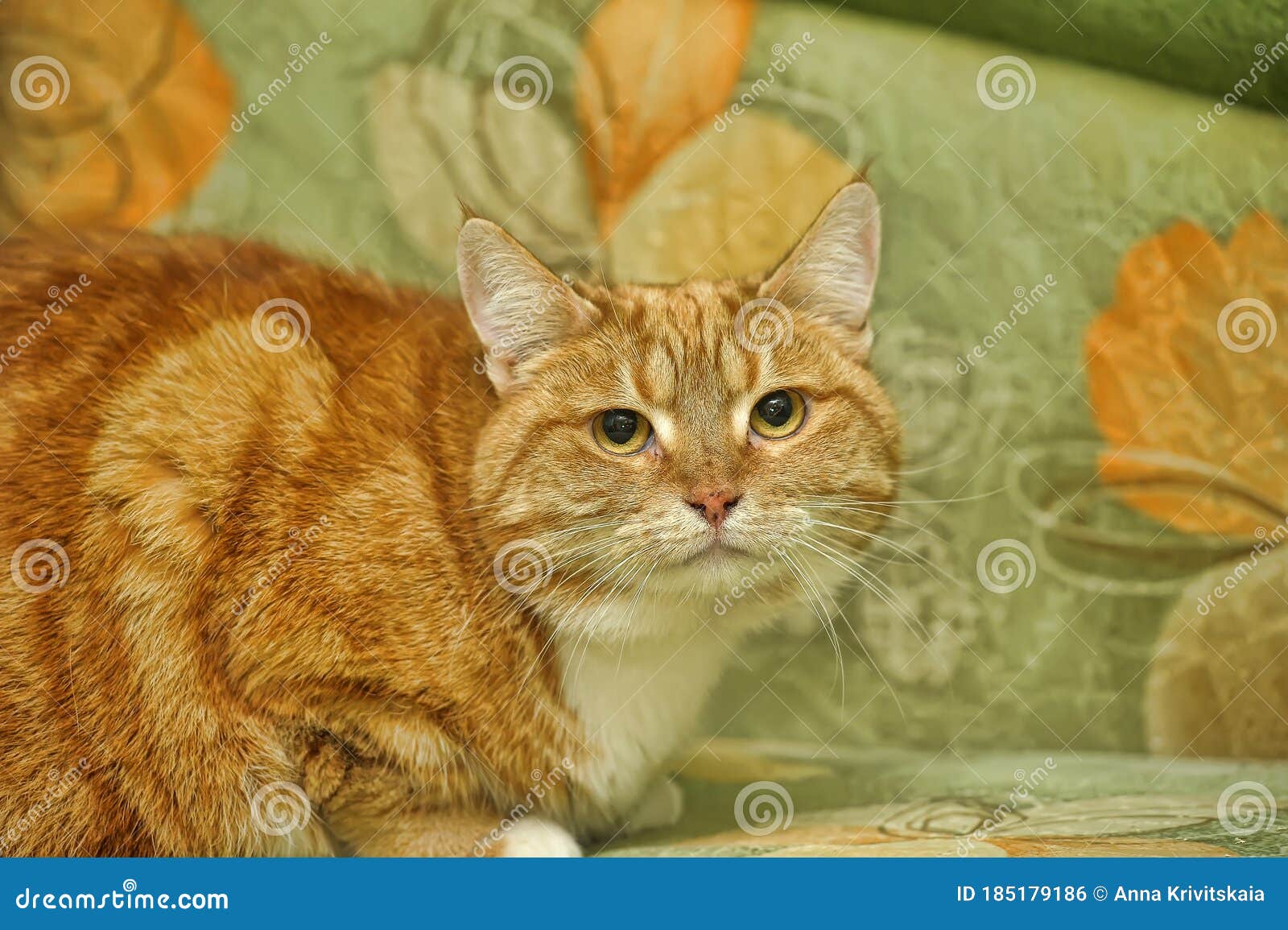Red and white cat stock photo. Image of portrait, curious - 185179186
