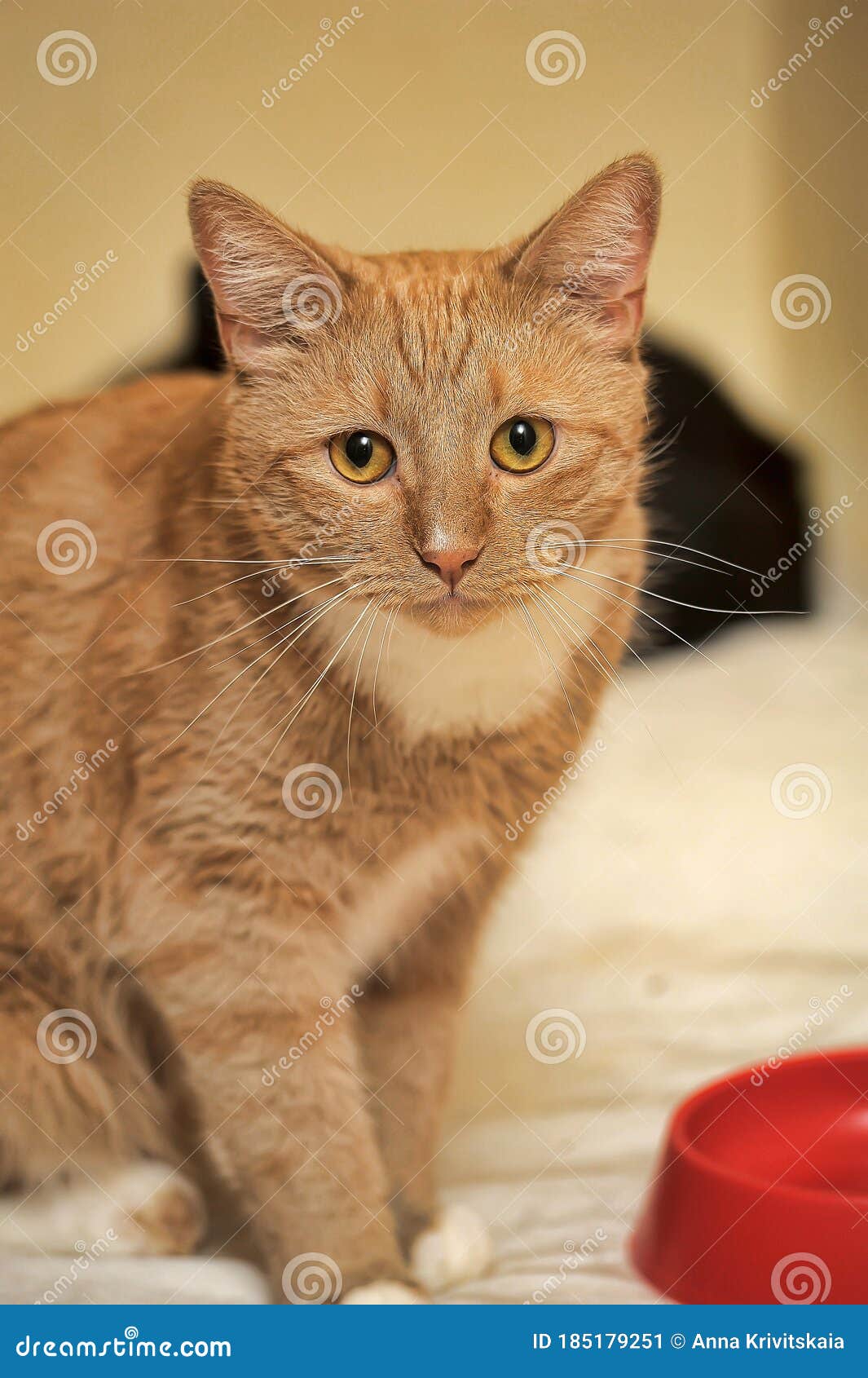 Red and white cat stock image. Image of looking, curious - 185179251