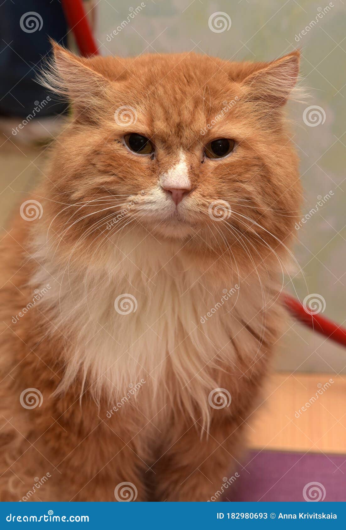 Red and white cat stock image. Image of nose, eyes, adorable - 182980693