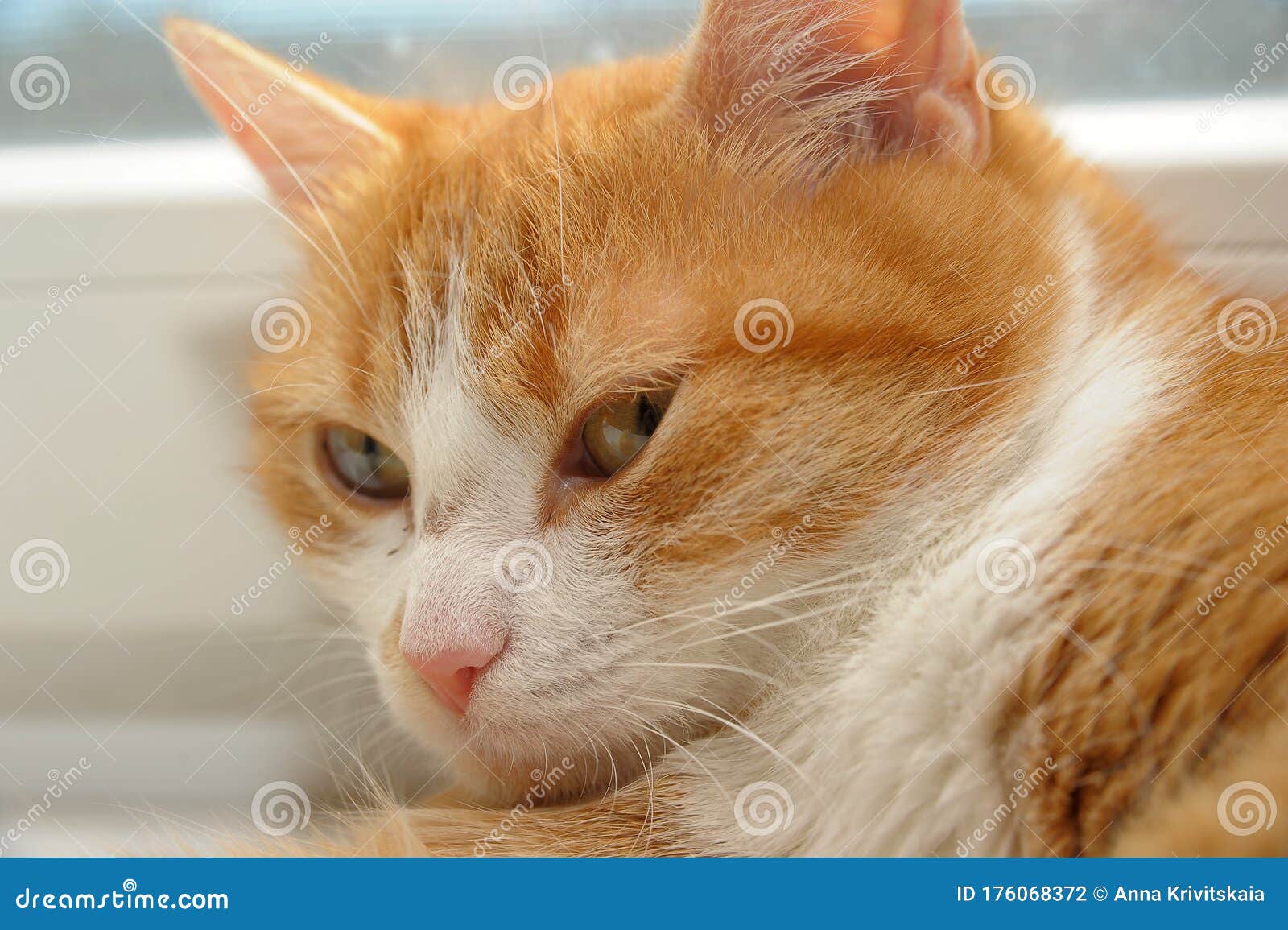 Red and white cat portrait stock photo. Image of background - 176068372