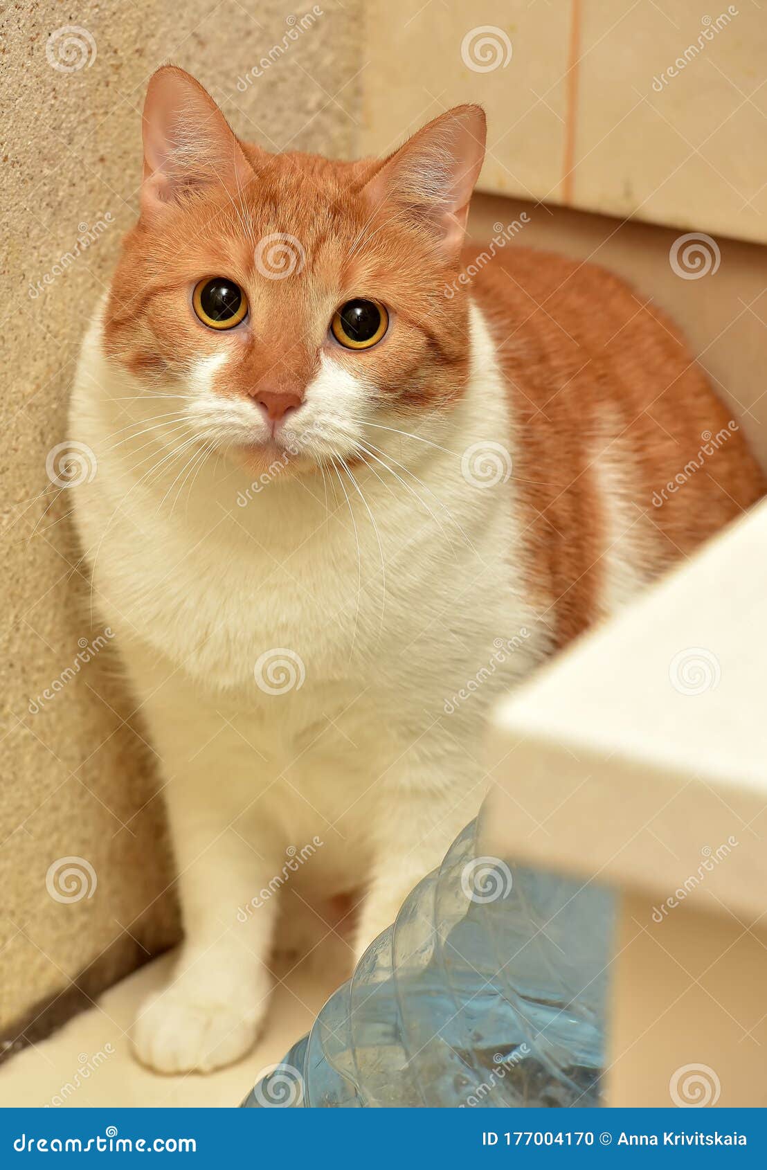Red and white cat stock photo. Image of care, feline - 177004170