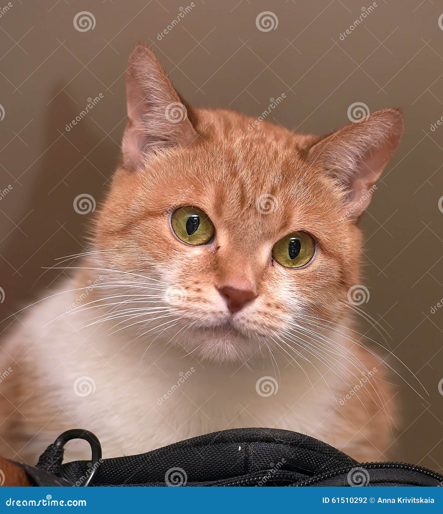 Red & white cat stock photo. Image of animal, feline - 61510292