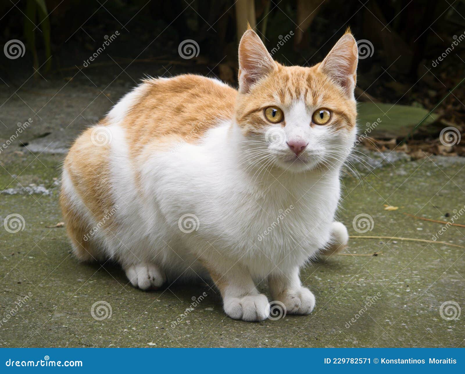 Red white cat stock image. Image of furry, feline, looking - 229782571