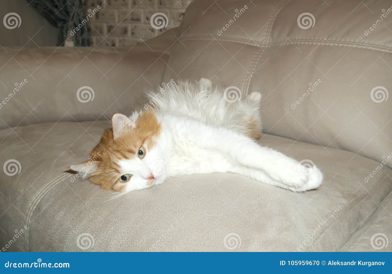 Red and White Cat is Resting Stock Photo - Image of nose, curiosity ...