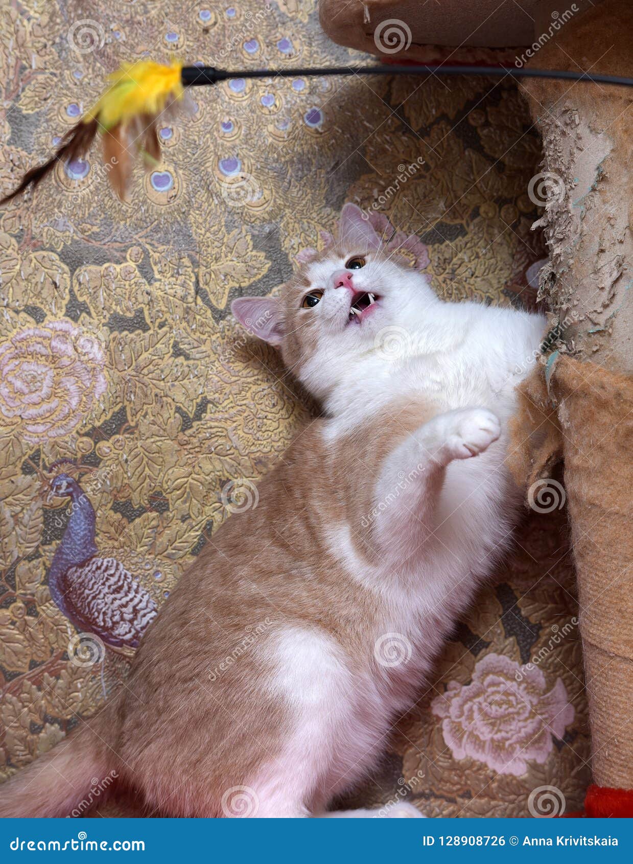 Cat Sharpens Claws about the Claw Stock Photo - Image of game, british ...