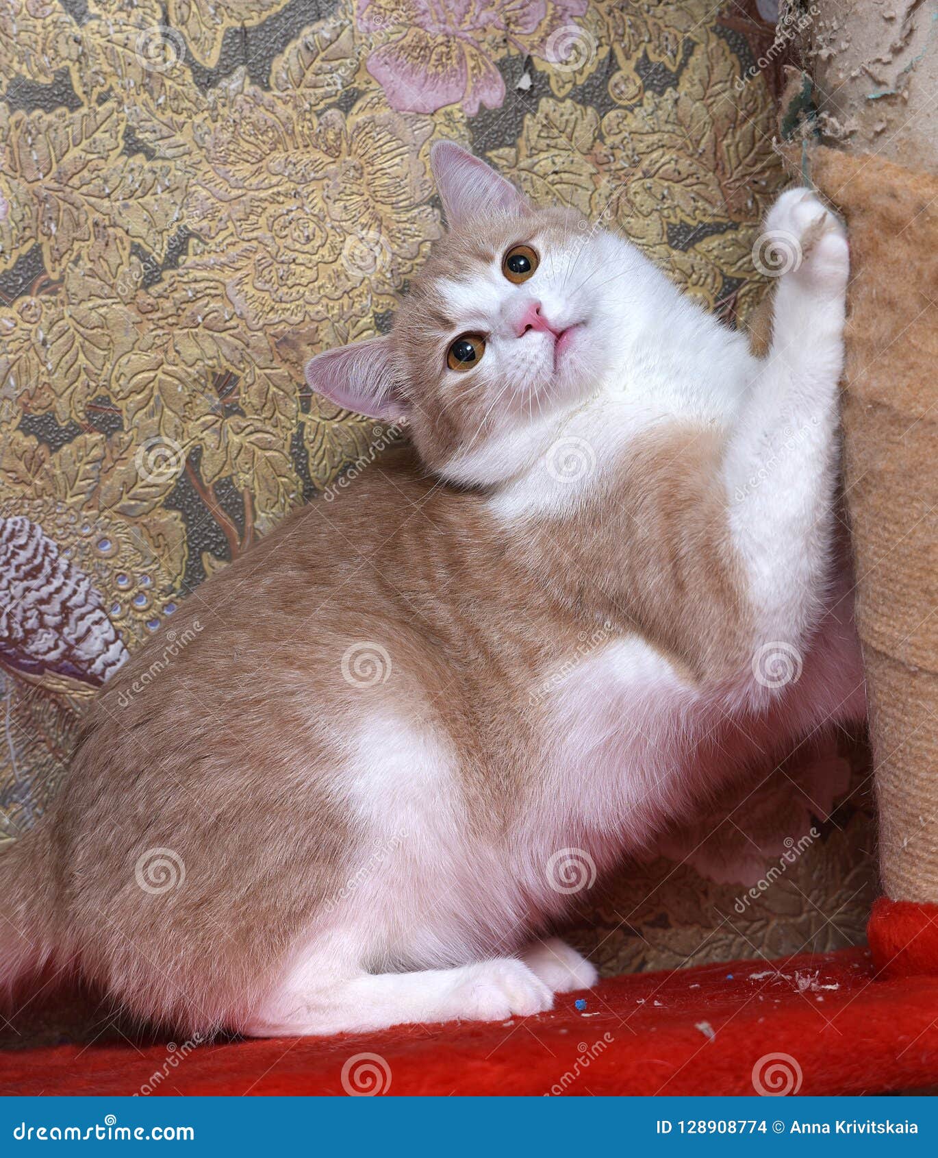 Cat Sharpens Claws about the Claw Stock Photo - Image of hair ...