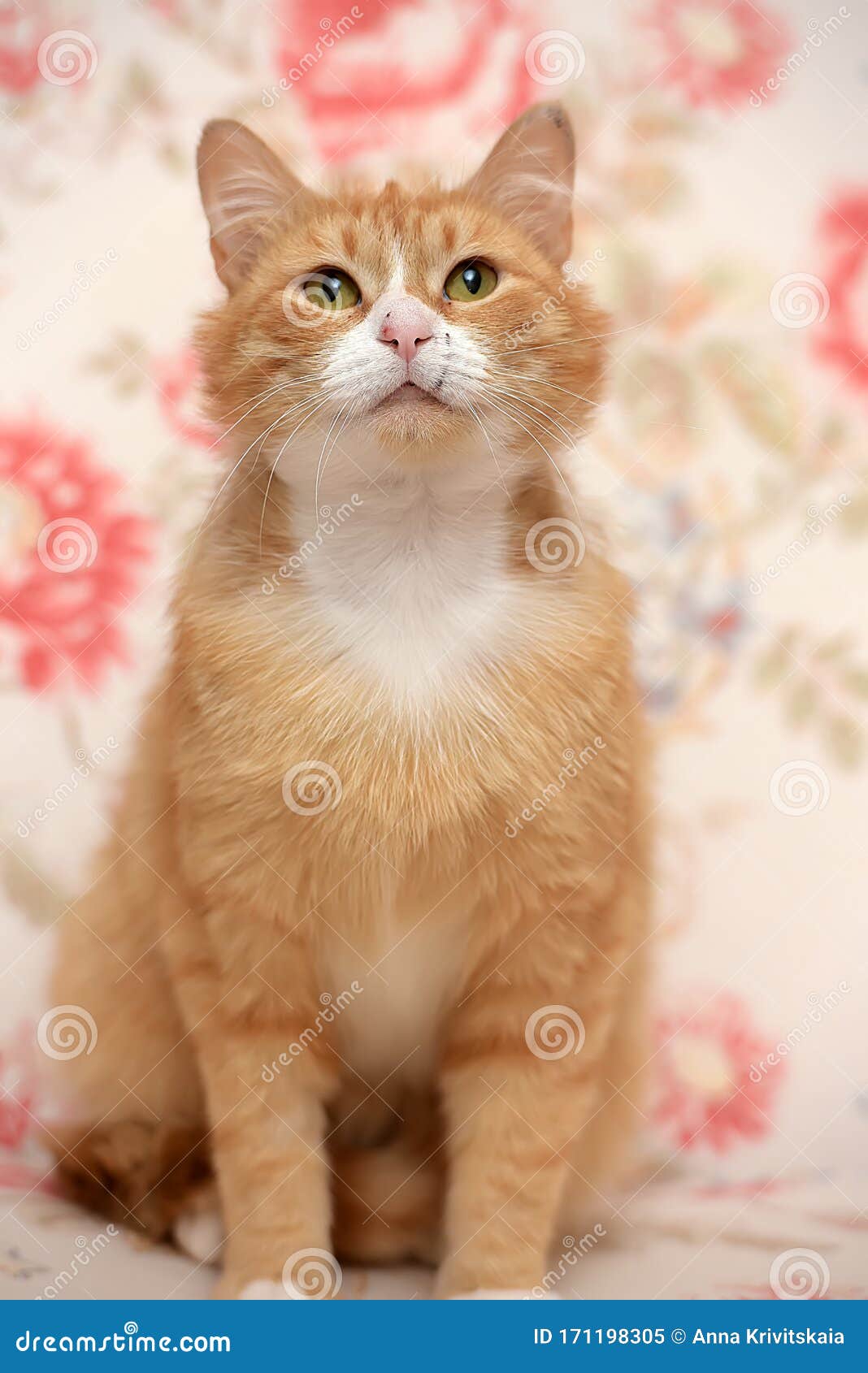 Red and white cat stock image. Image of frisky, relax - 171198305