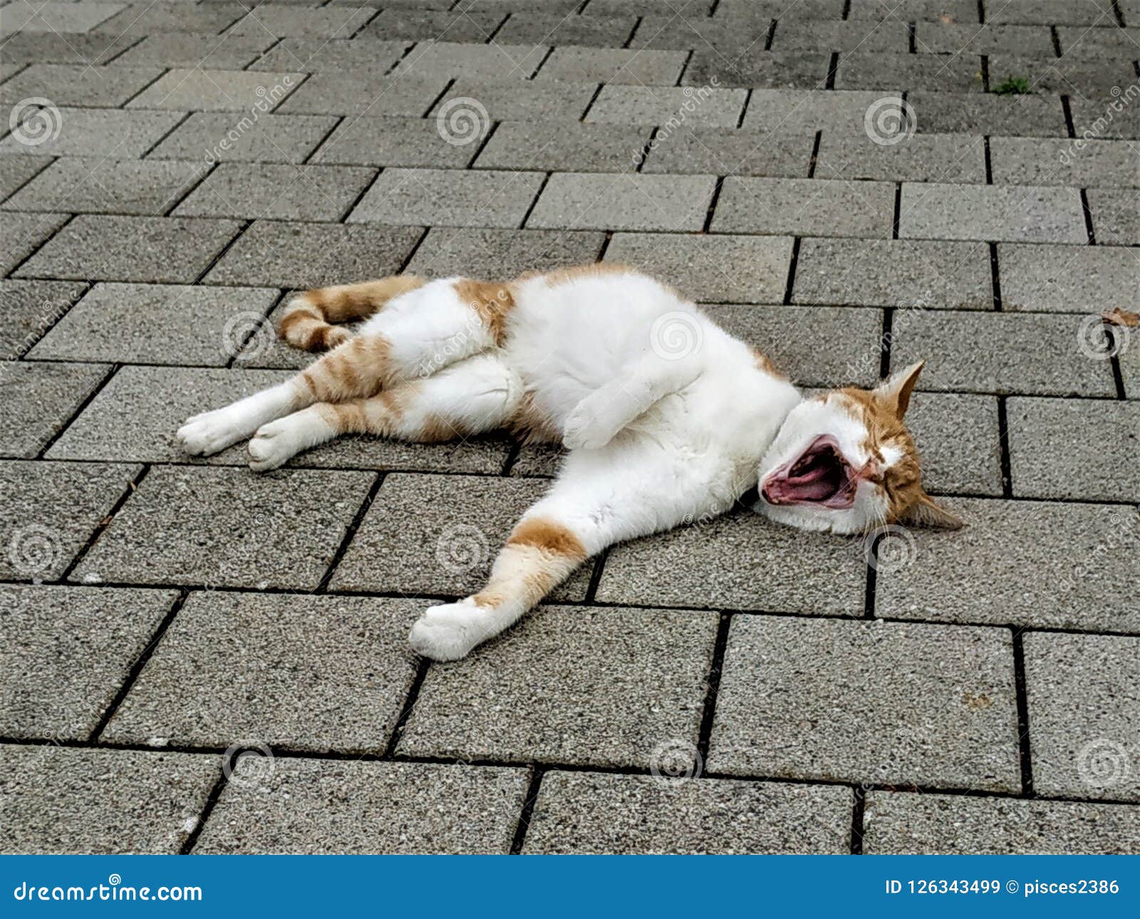 Red and White Cat Waking Up from Nap Stock Image - Image of outdoor ...