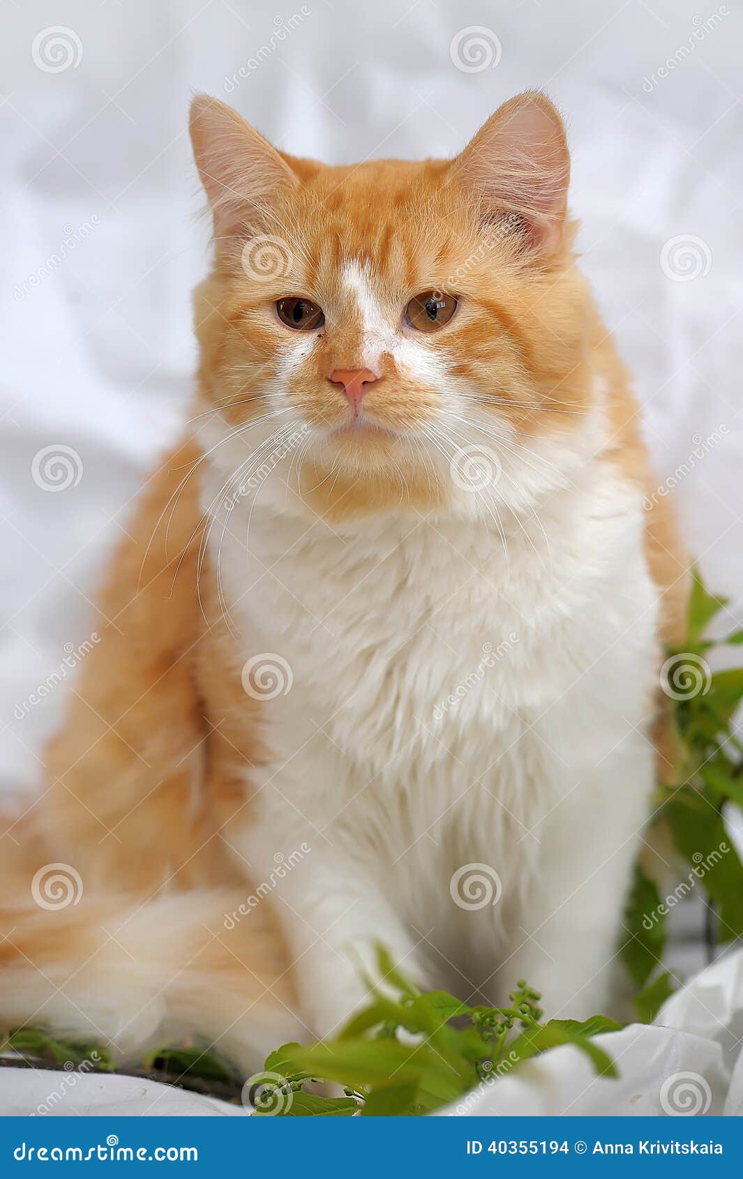 Red with white cat stock photo. Image of kitten, looking - 40355194