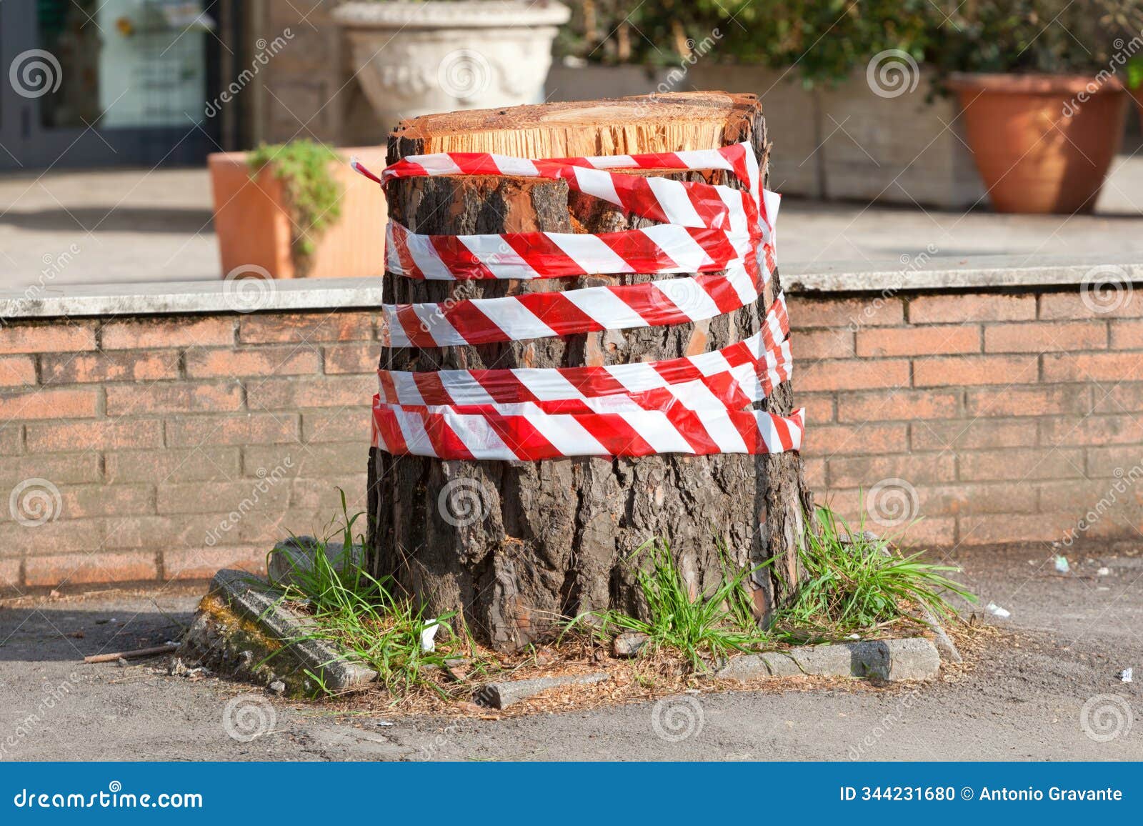 Red and White Caution Tape Wrapped Around Tree Stump Stock Photo ...